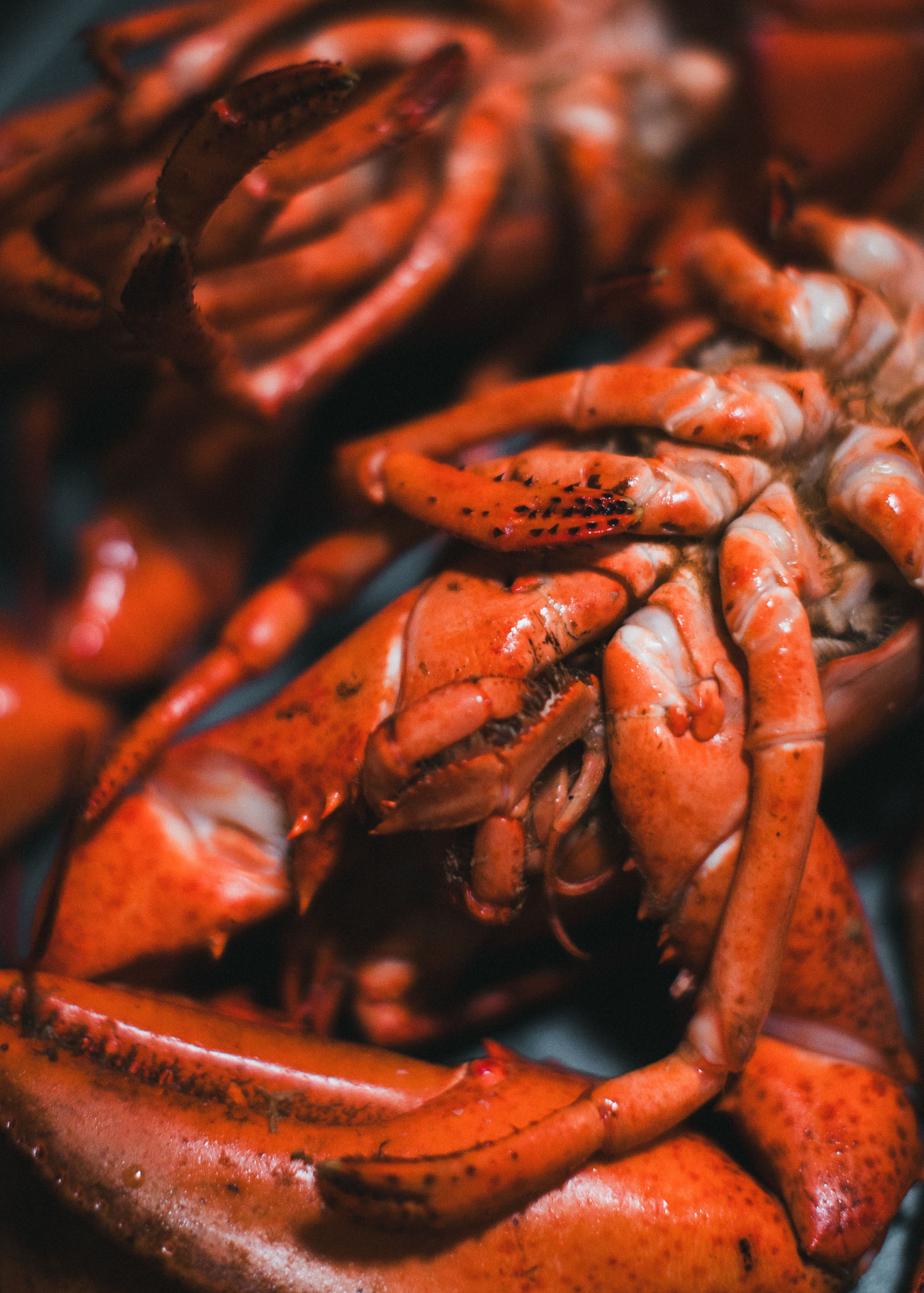 Close-up of Cooked Lobster on Plate · Free Stock Photo