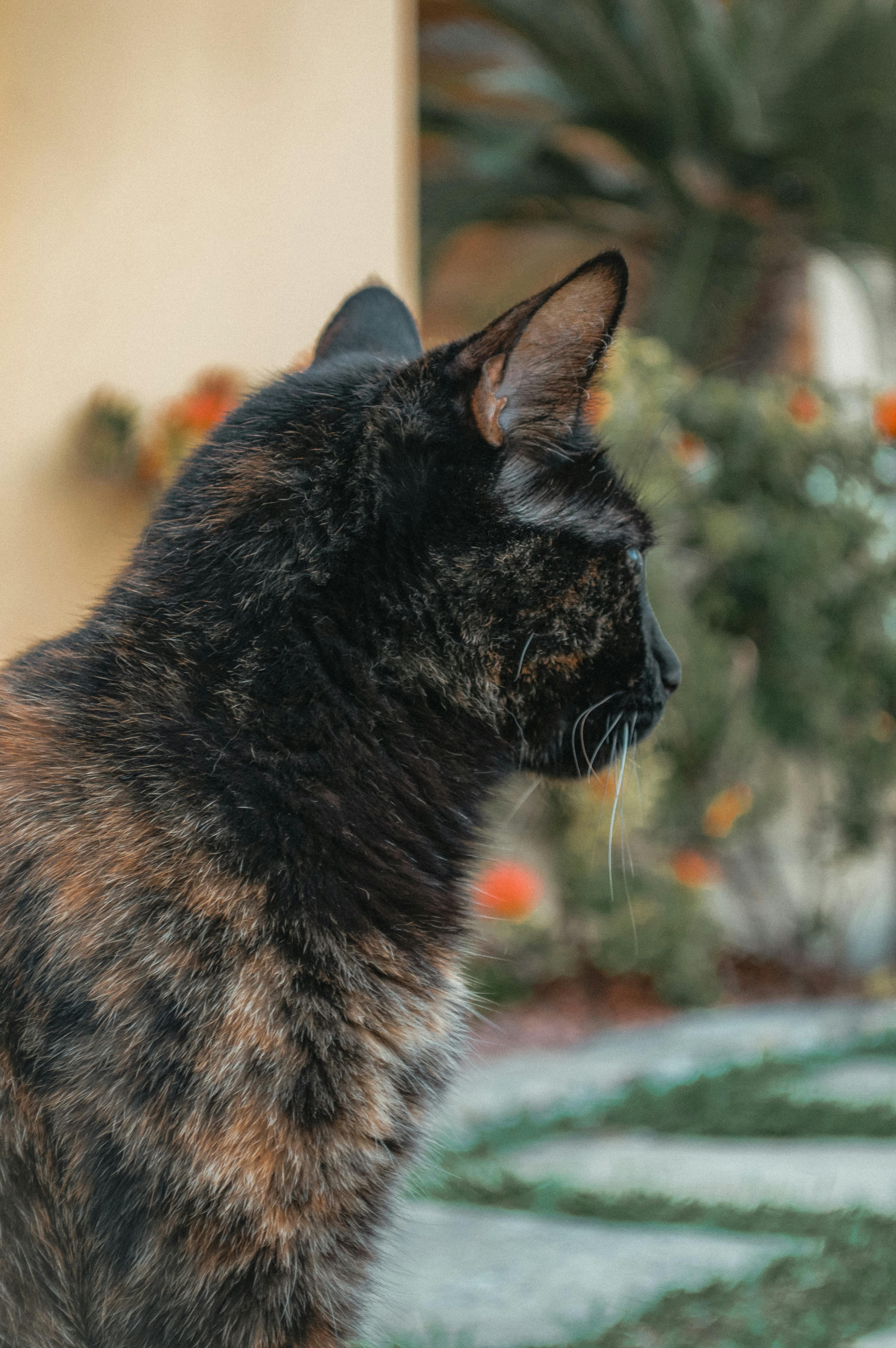 Tosh O Shell Photos, Download The BEST Free Tosh O Shell Stock Photos ...