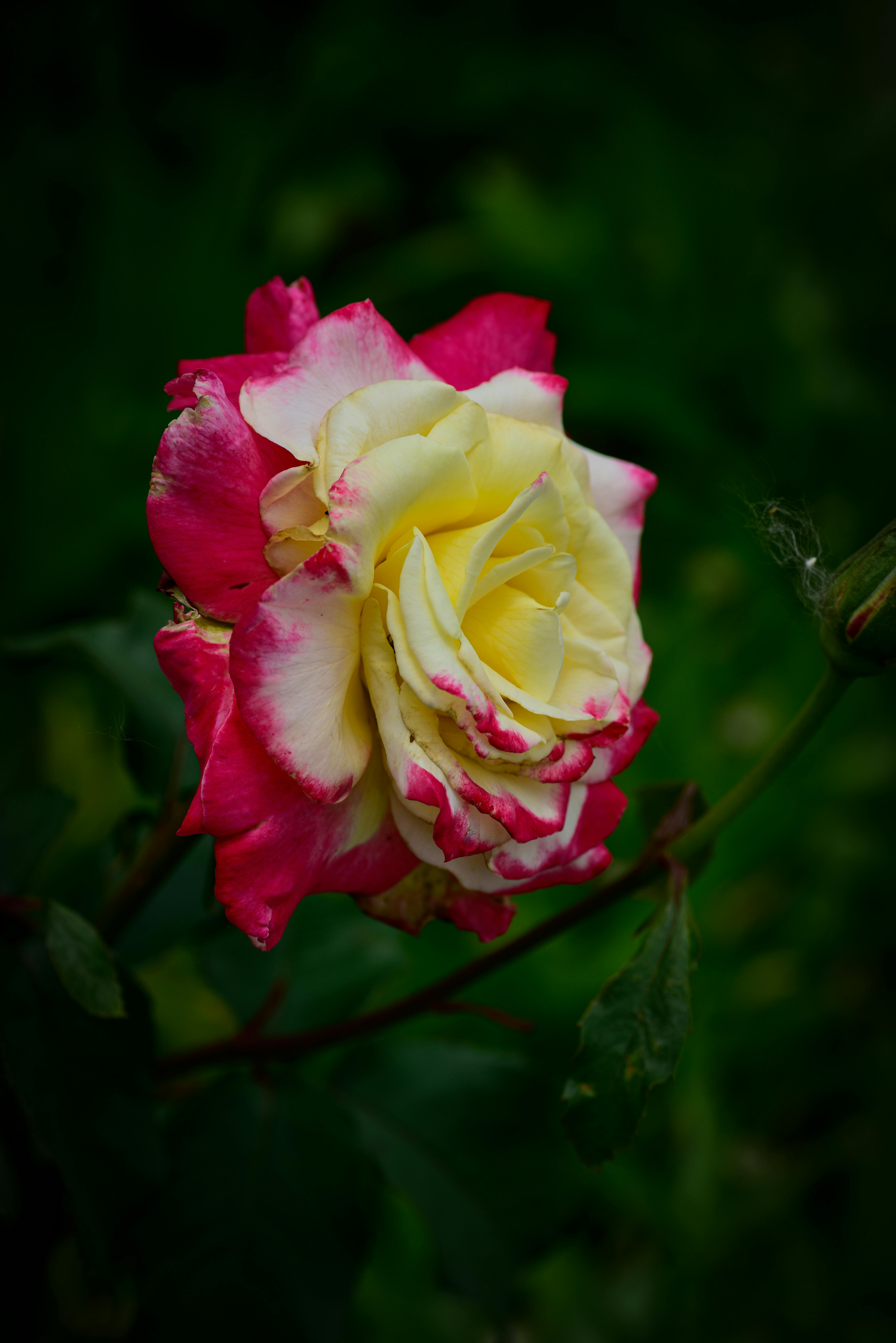 Background Latar Putih Photos, Download The BEST Free Background Latar ...