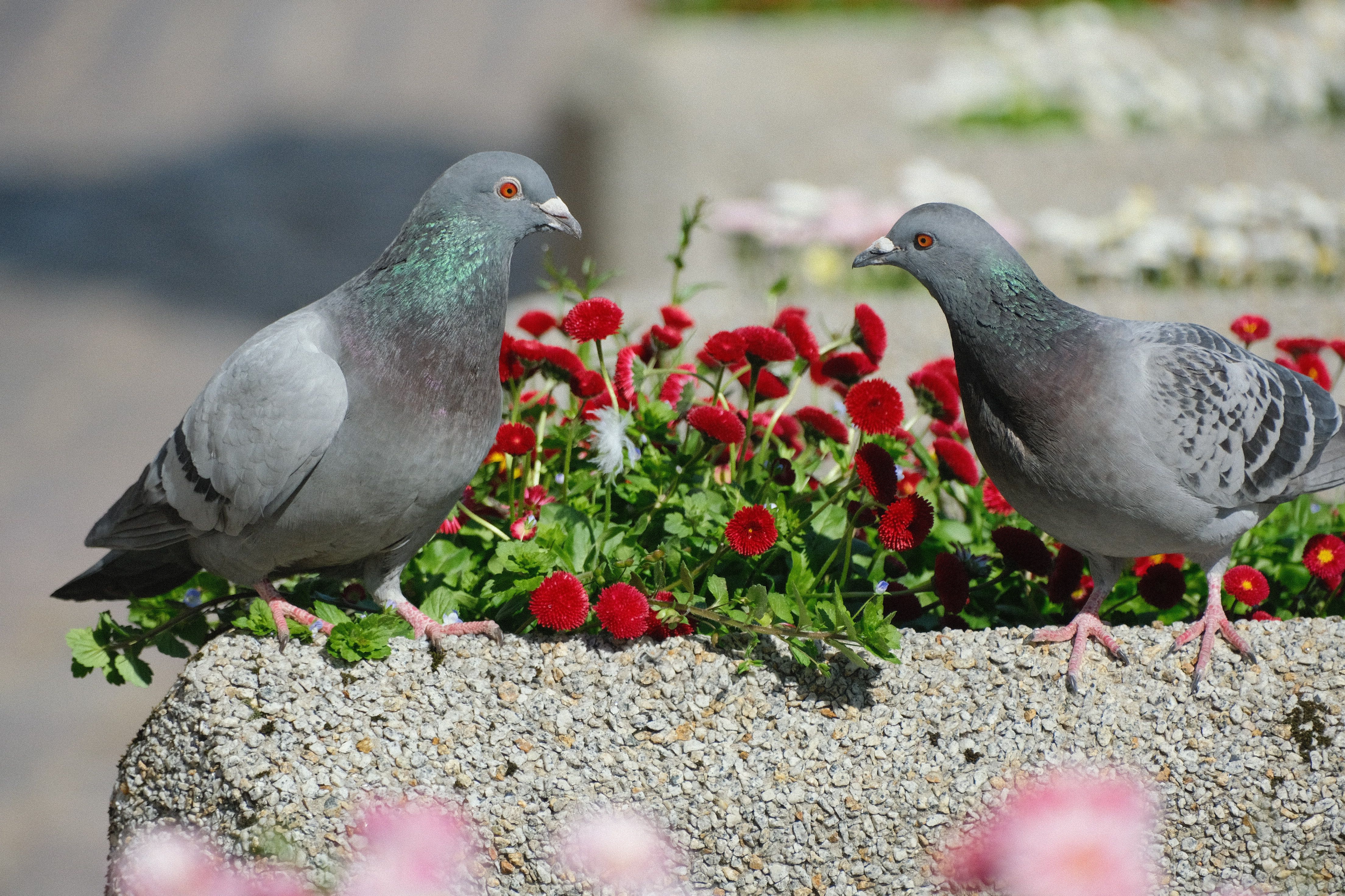 Pigeons Perched on Flower Bed with Red Daisies · Free Stock Photo