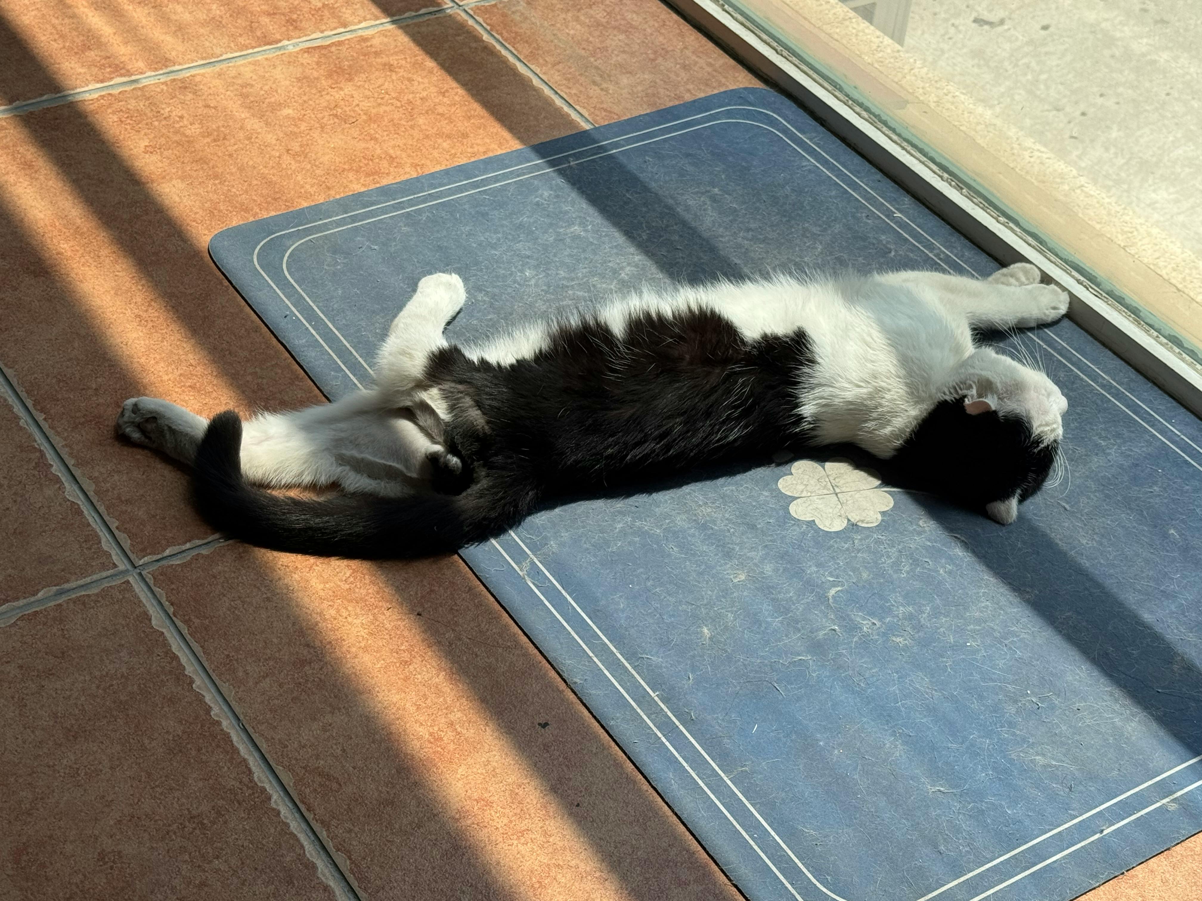 Cat On Mat Photos, Download The BEST Free Cat On Mat Stock Photos & HD ...