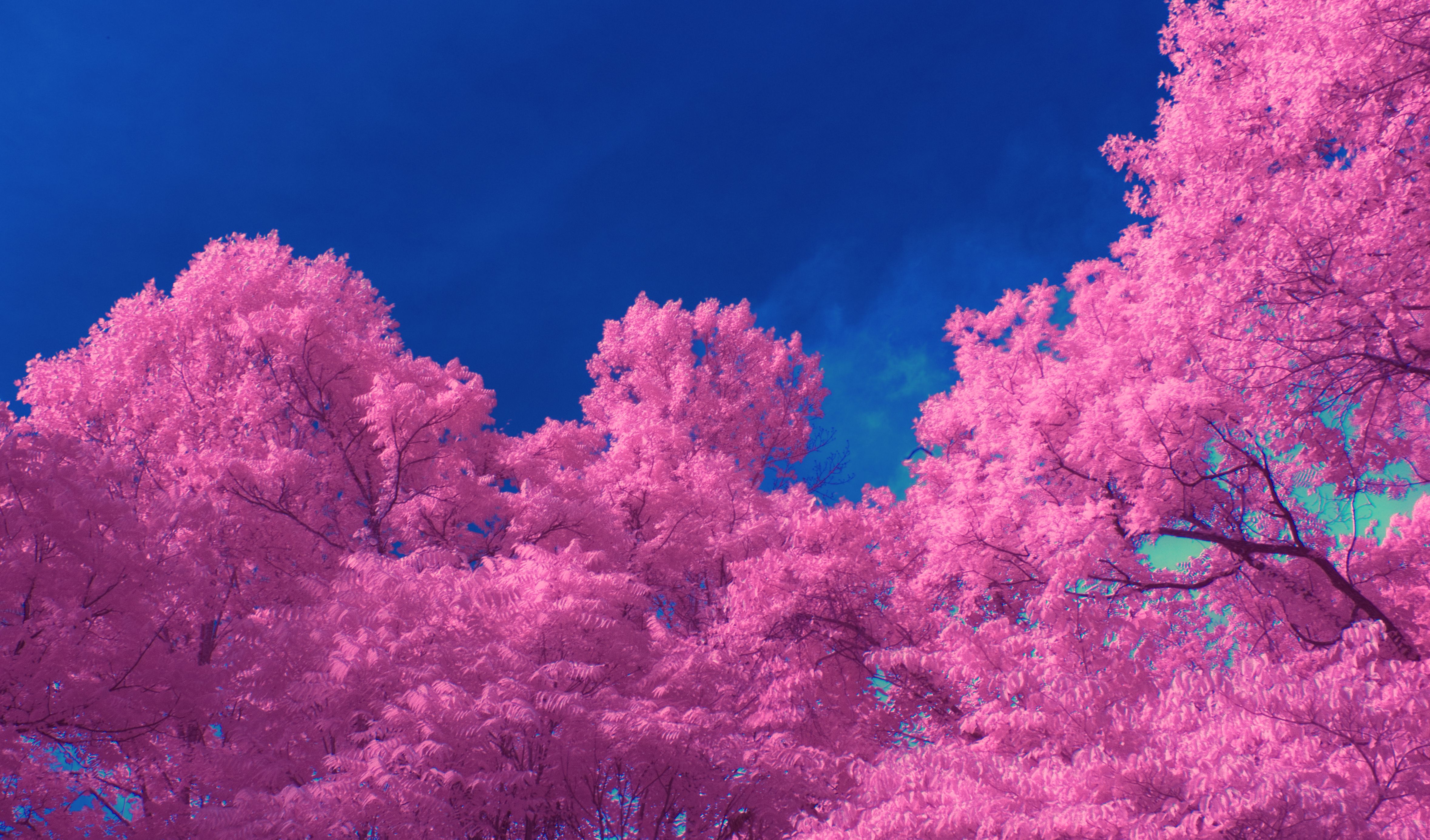 Vibrant Infrared Pink Trees Against Blue Sky · Free Stock Photo
