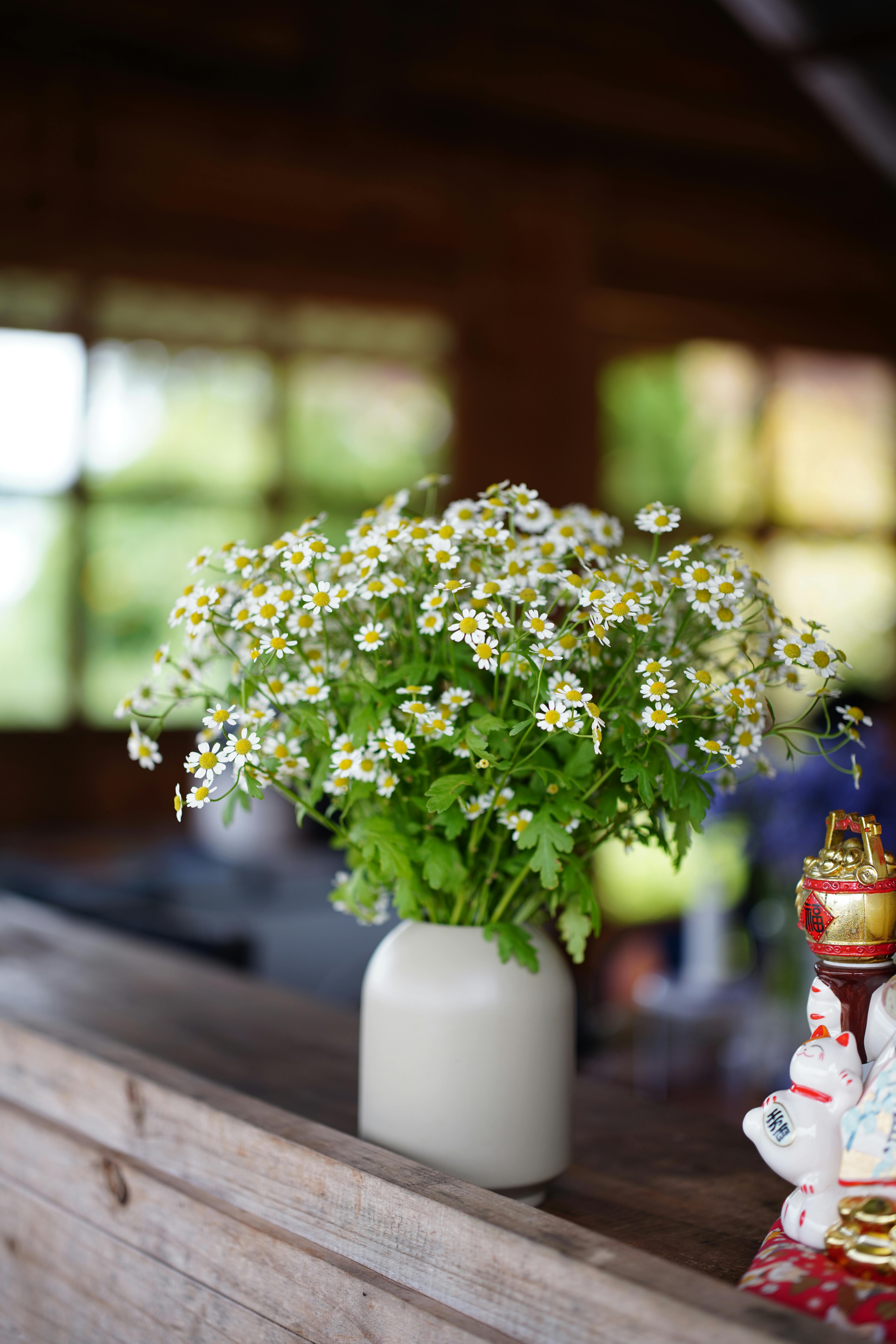 Elegant Chamomile Bouquet in Rustic Setting · Free Stock Photo