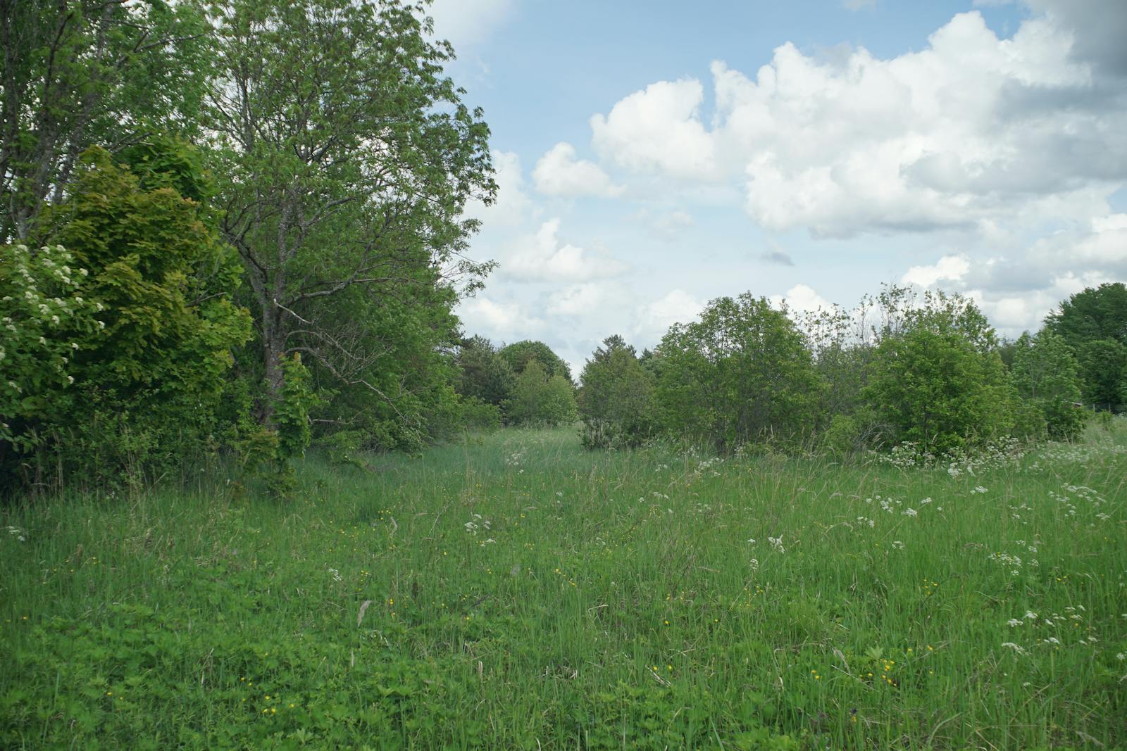 Tree Line Photos, Download The BEST Free Tree Line Stock Photos & HD Images