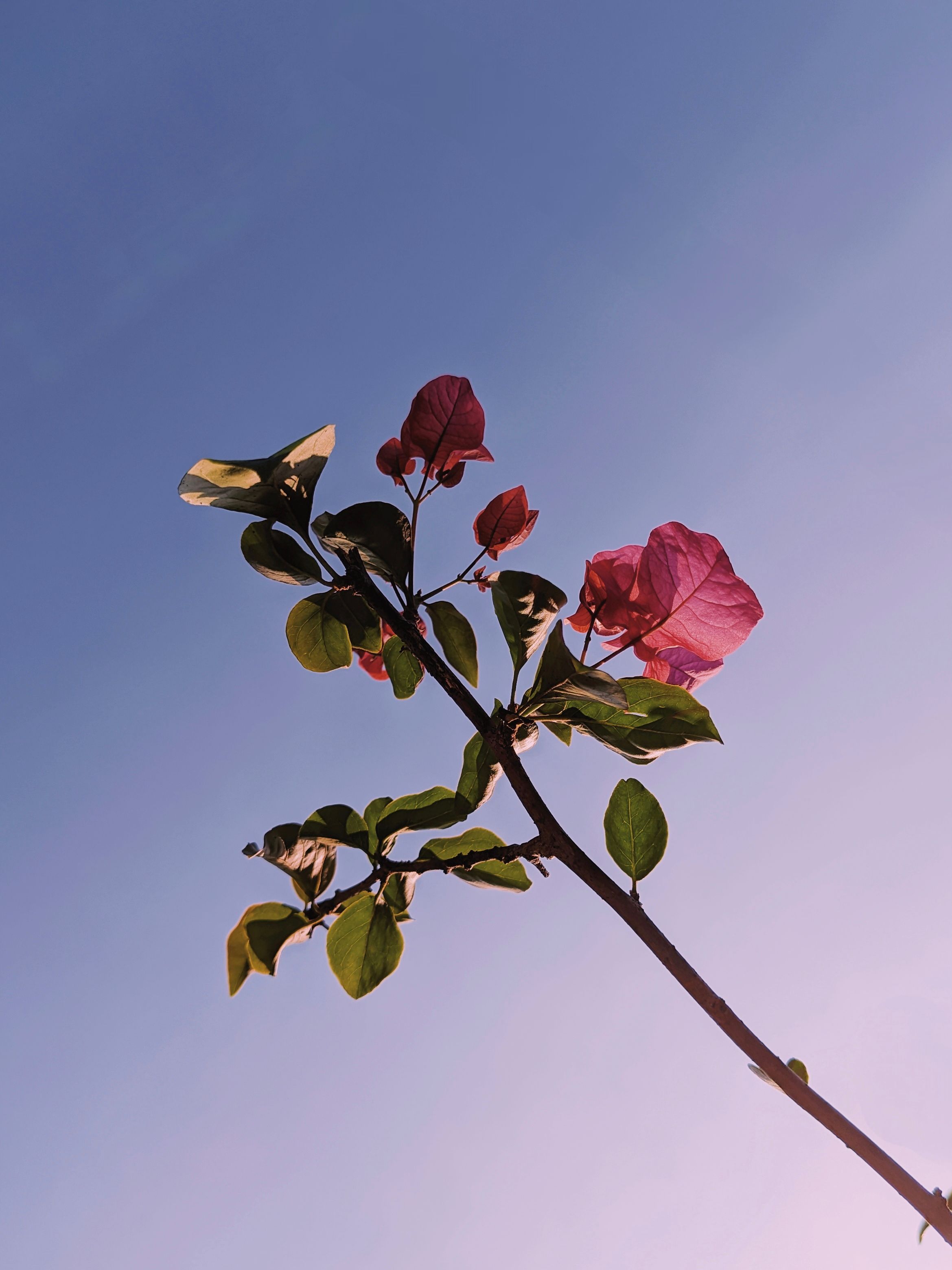 Flower Aesthetic Photos, Download The BEST Free Flower Aesthetic Stock ...