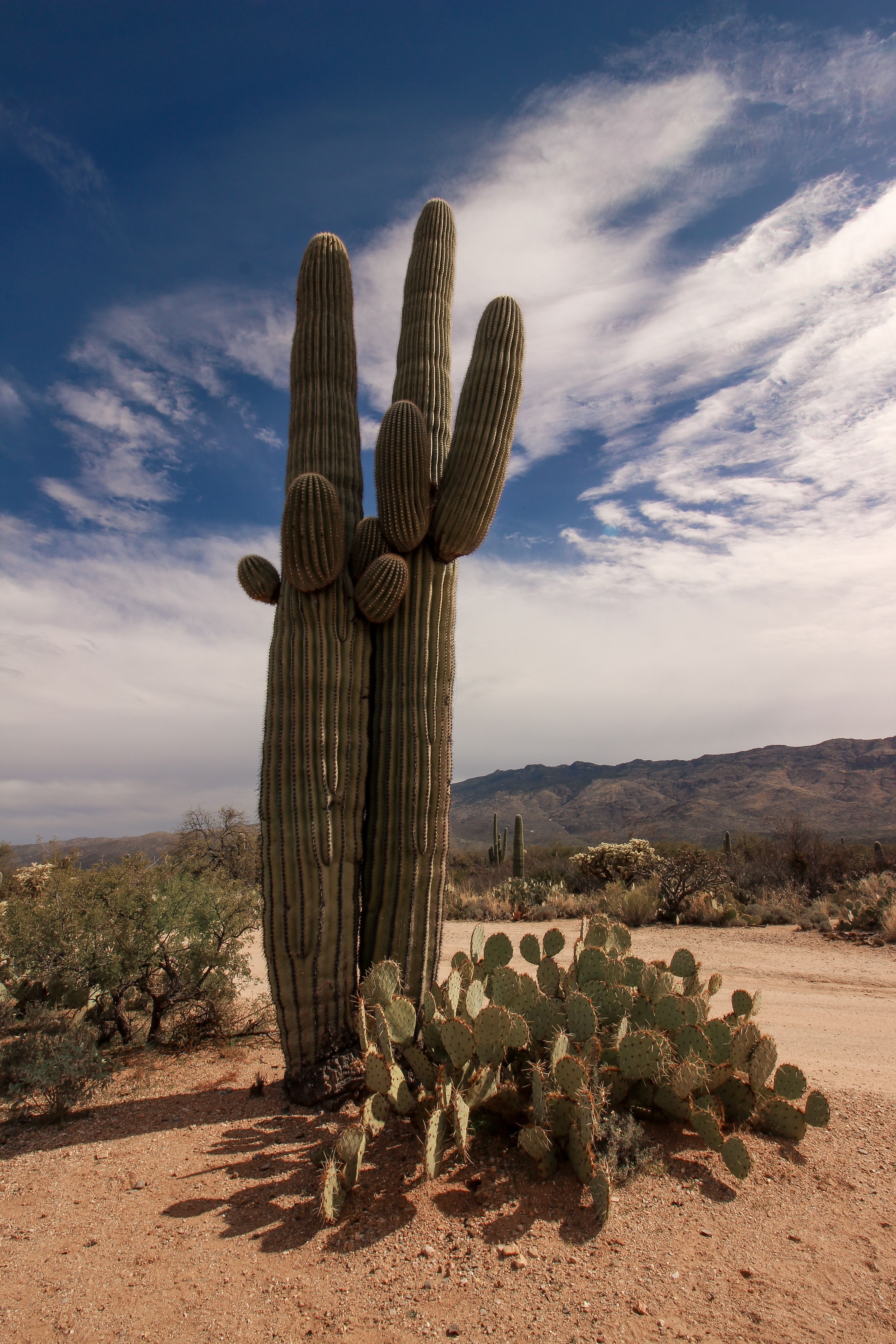 Desert Landscape Photos, Download The BEST Free Desert Landscape Stock ...