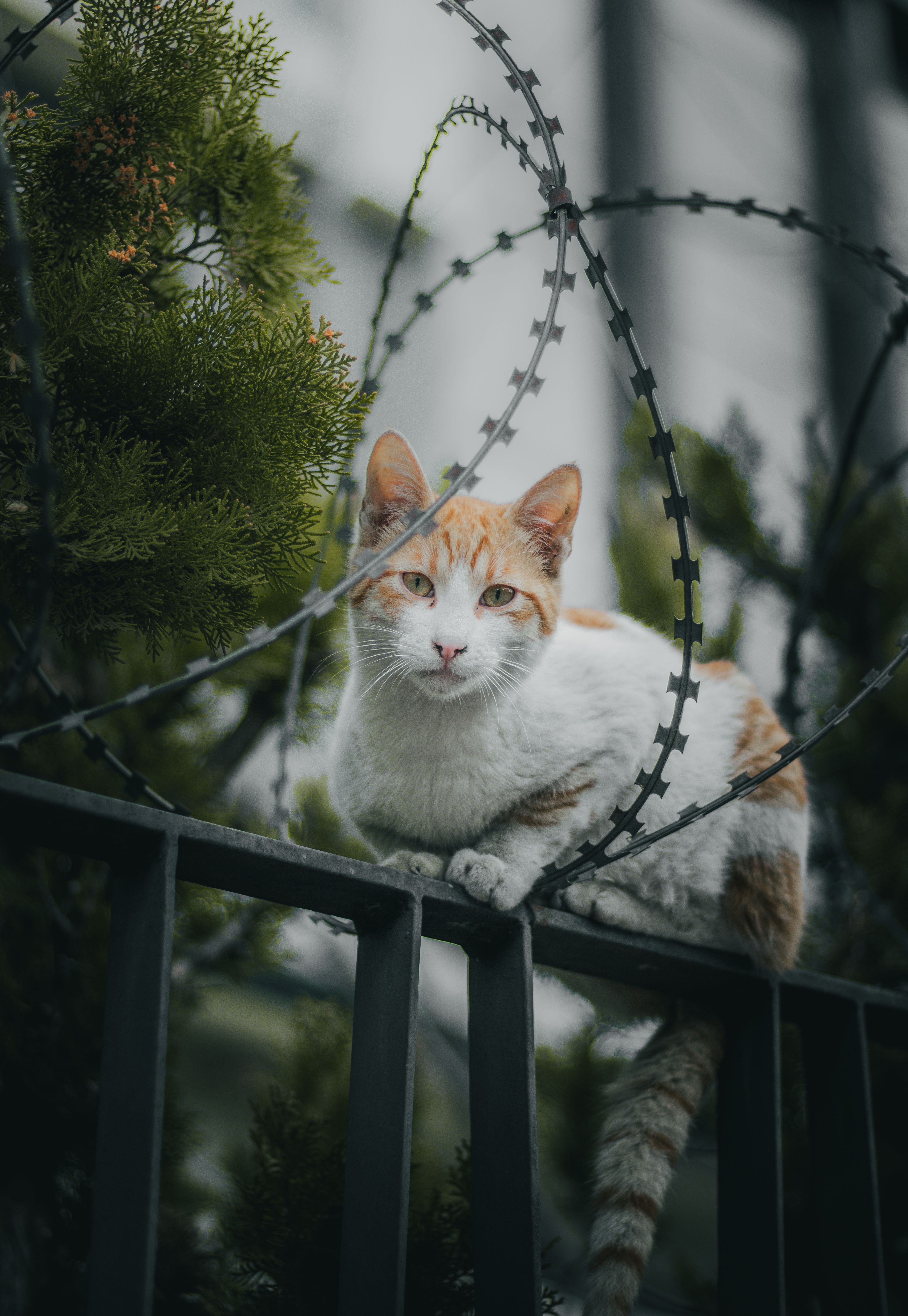 Curious Cat Perched on Fence with Barbed Wire · Free Stock Photo