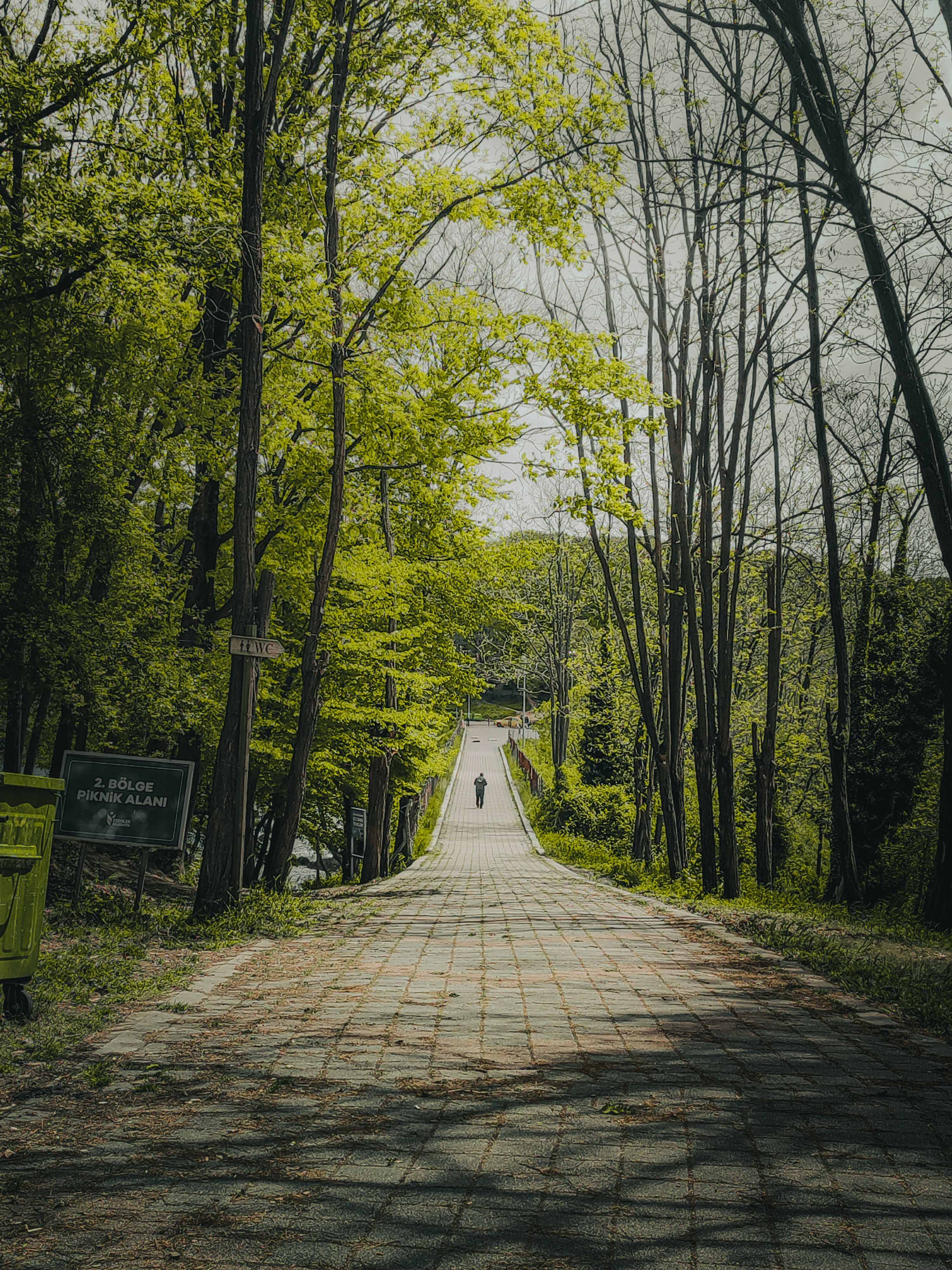 Lone Walker on Forest Path in Spring · Free Stock Photo