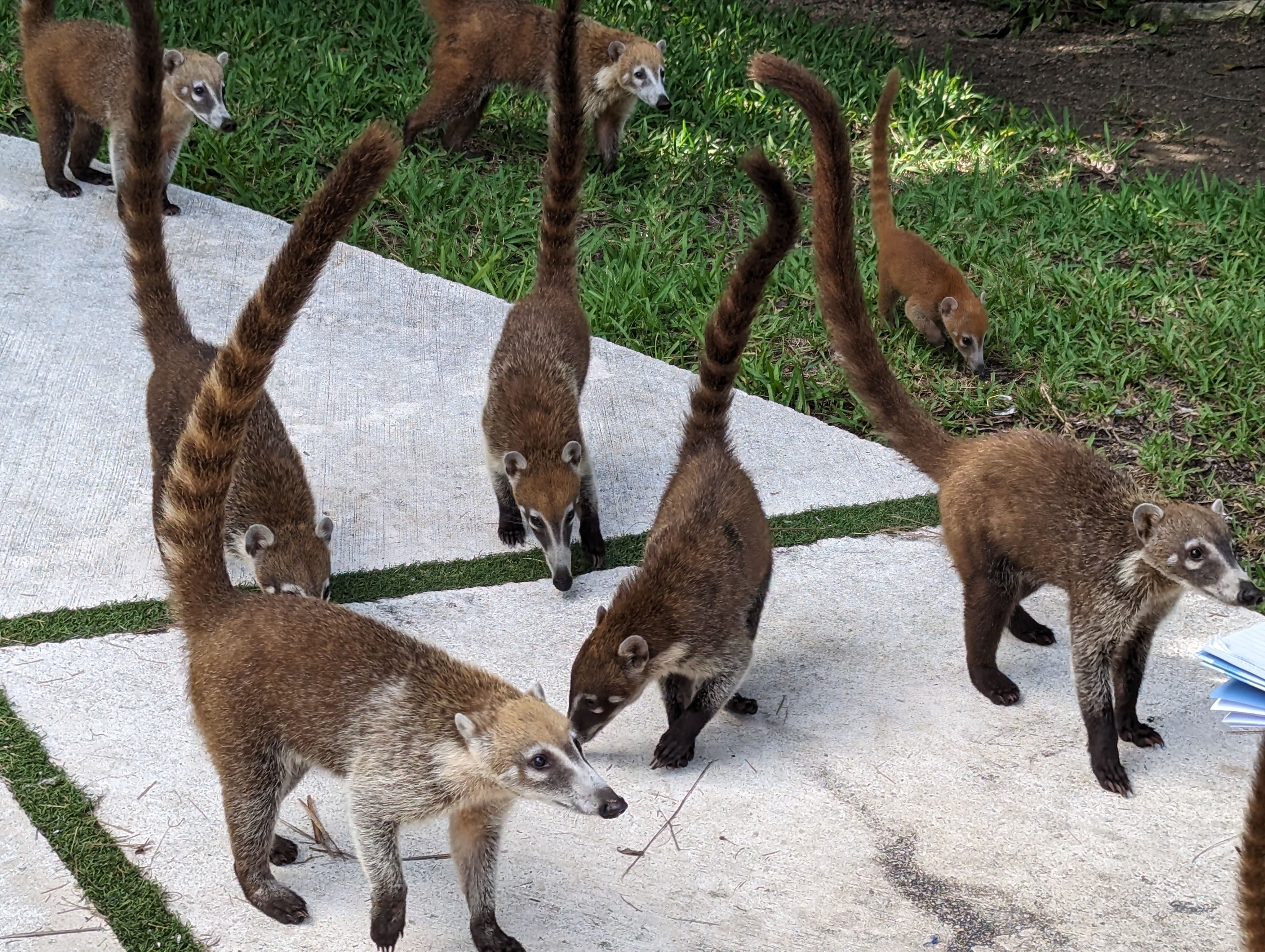 Coatimundis Explorando Un Camino En La Naturaleza · Foto de stock gratuita