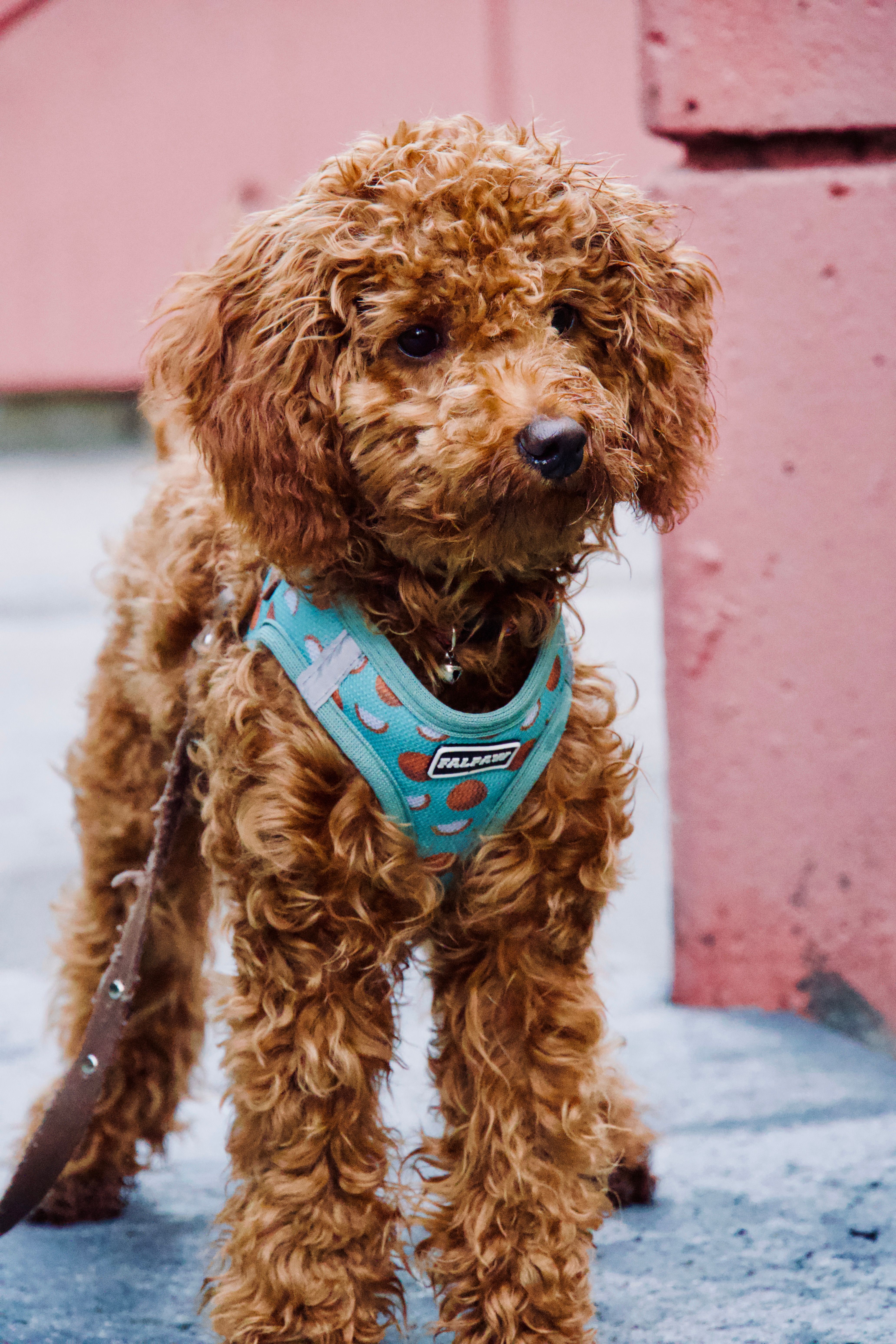 Adorable Toy Poodle with Curly Coat on a Leash · Free Stock Photo