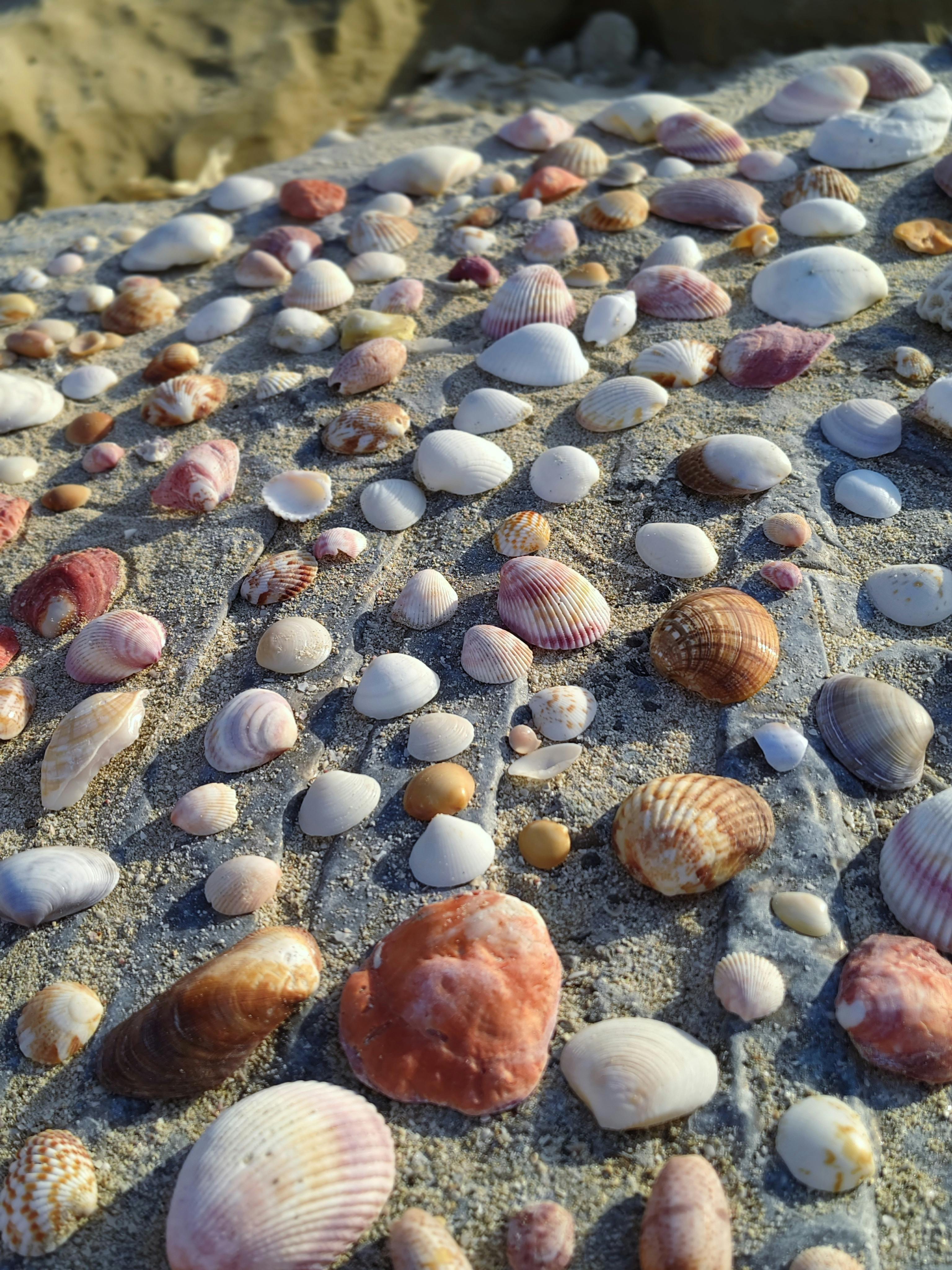 Seashell Texture Photos, Download The BEST Free Seashell Texture Stock ...