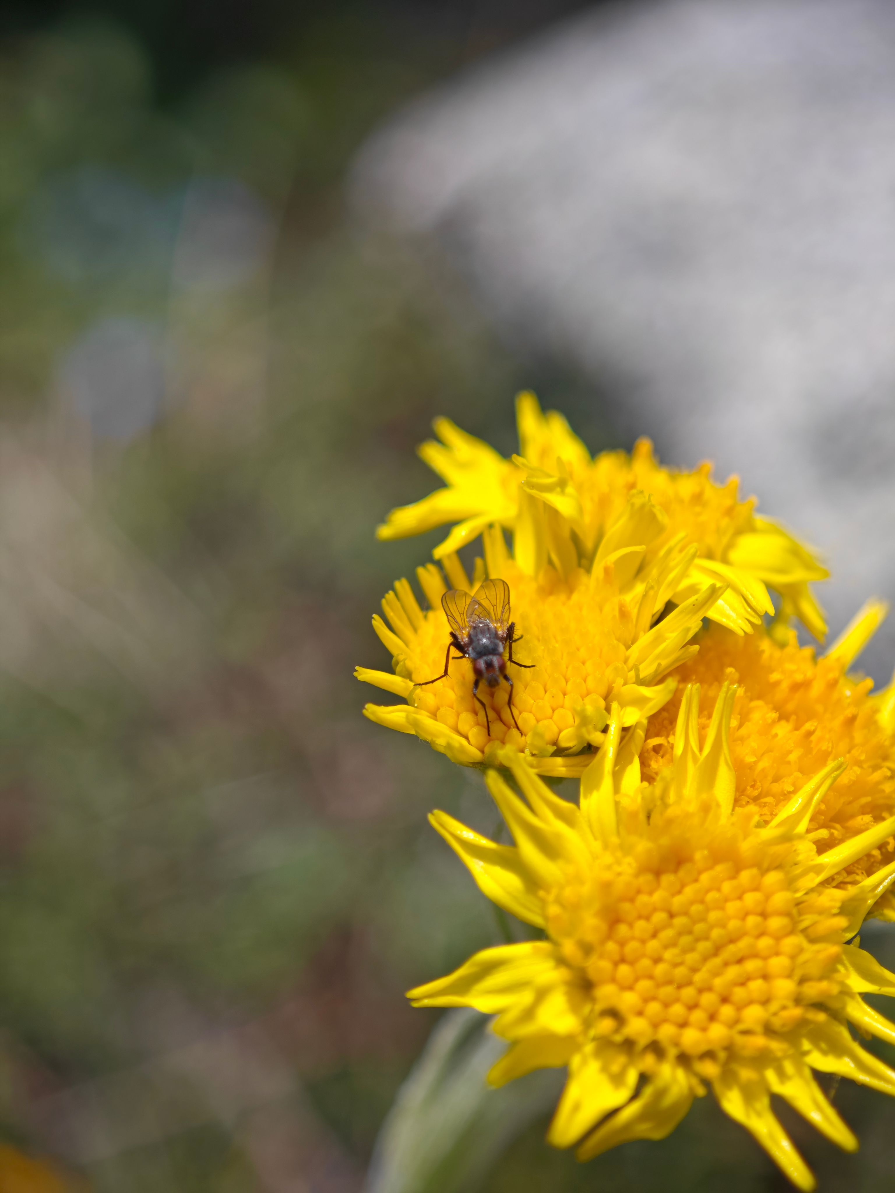 Primer Plano De Una Abeja Sobre Flores De Color Amarillo Brillante En ...