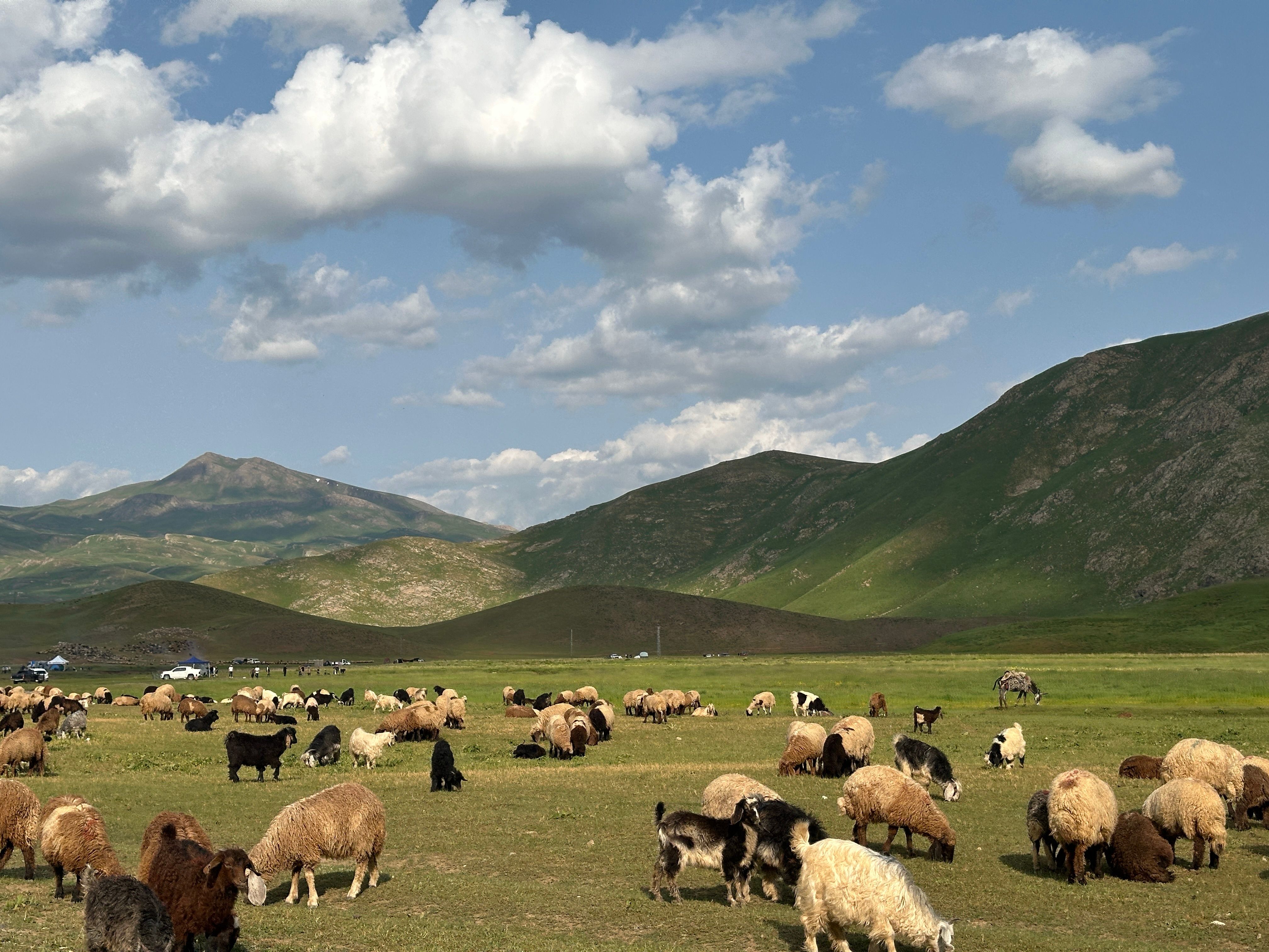 Scenic Pasture with Grazing Sheep and Goats in Mountain Landscape ...