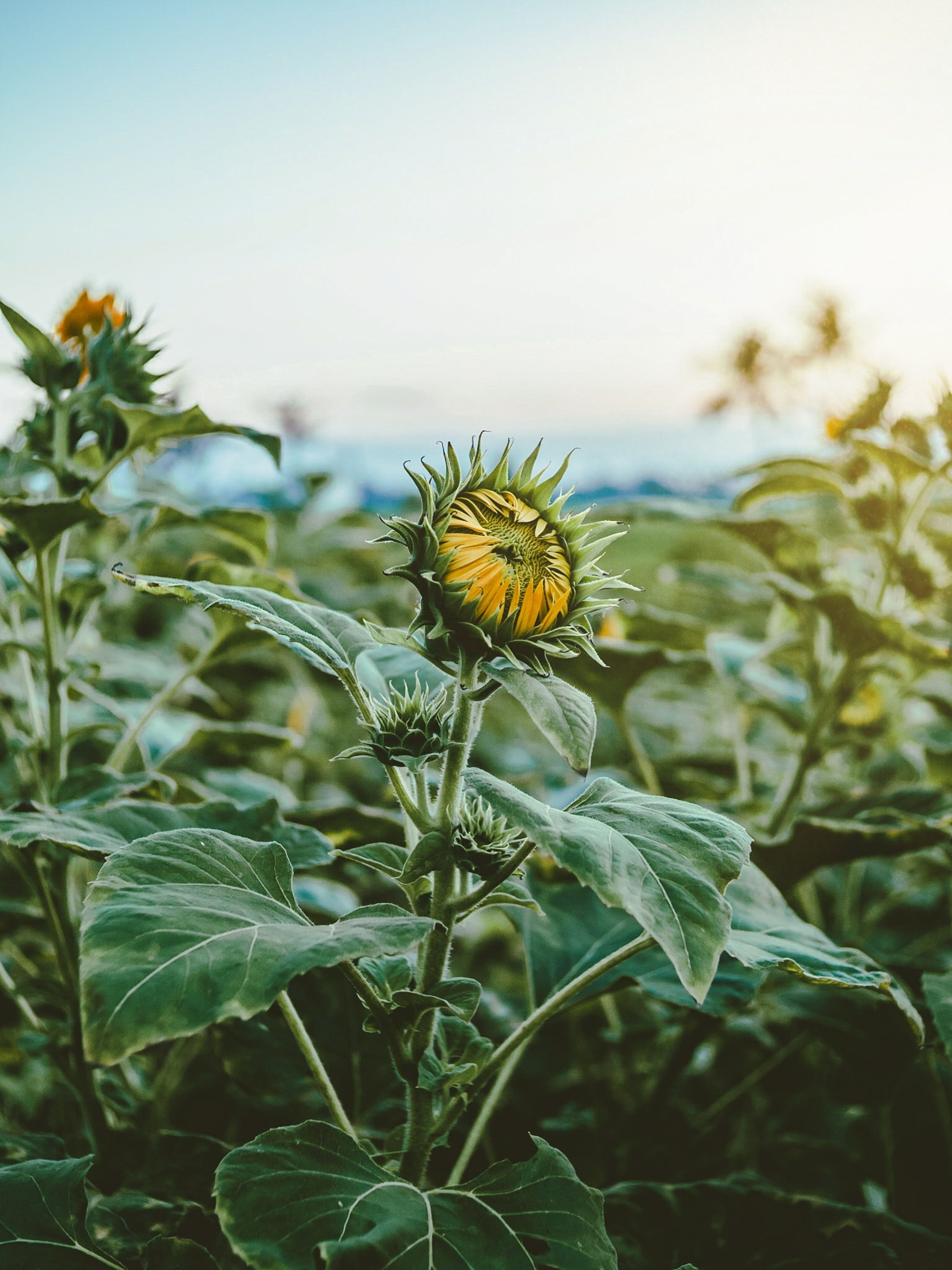 Close-up of Organic Plant Growing in Soil · Free Stock Photo