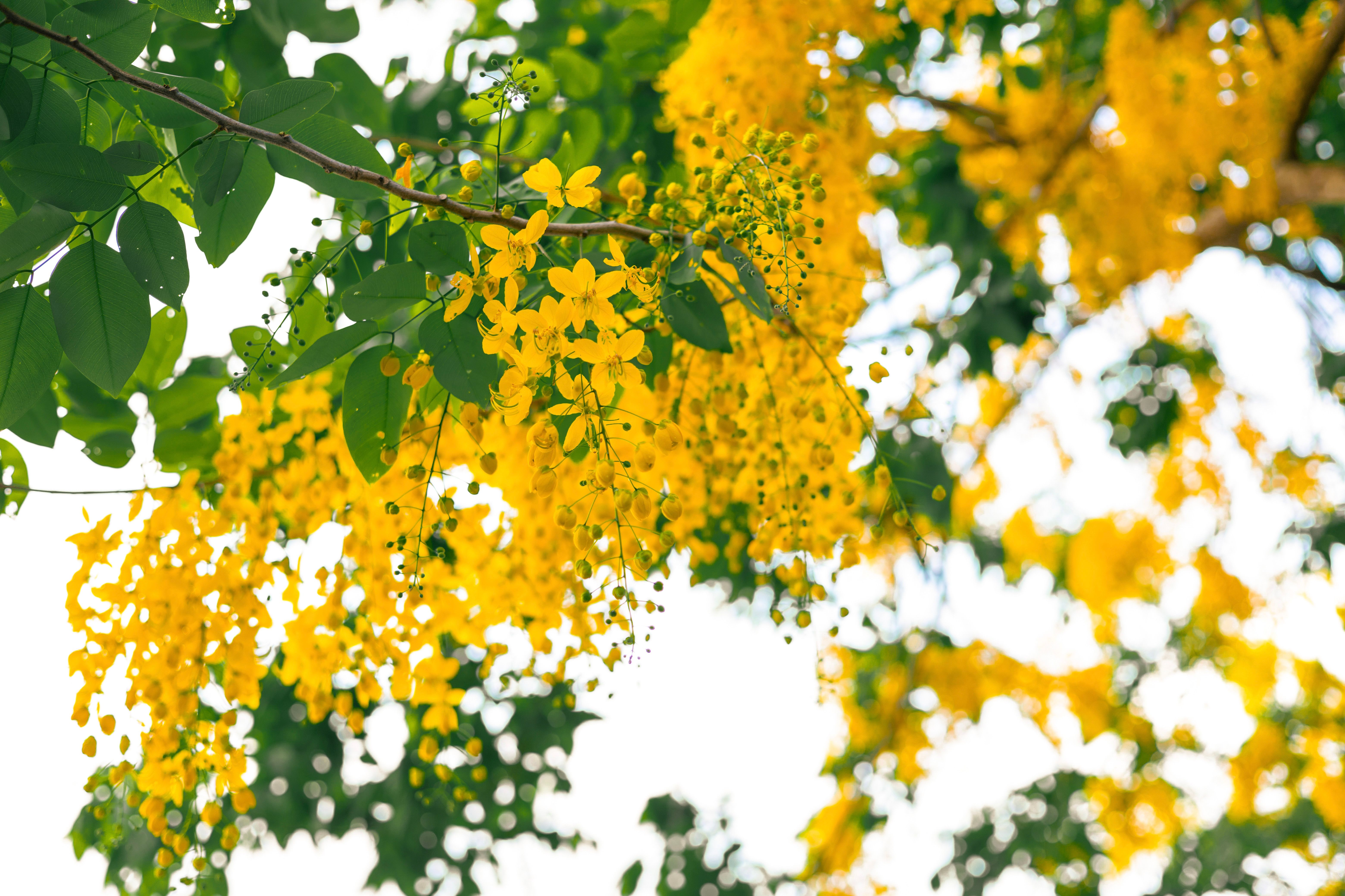 Golden Shower Tree in Full Bloom with Bright Yellow Flowers · Free ...
