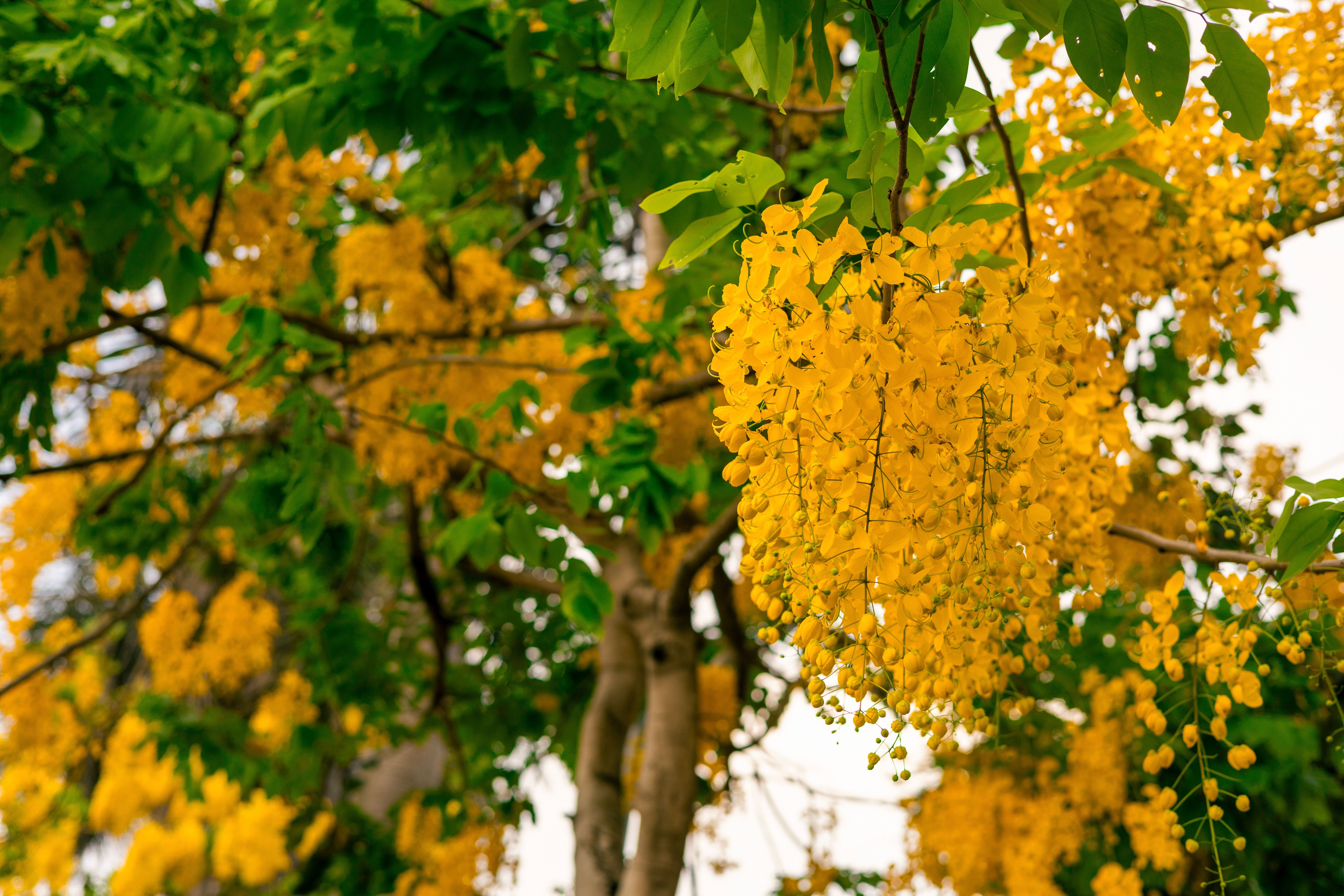Golden Shower Tree in Full Bloom · Free Stock Photo