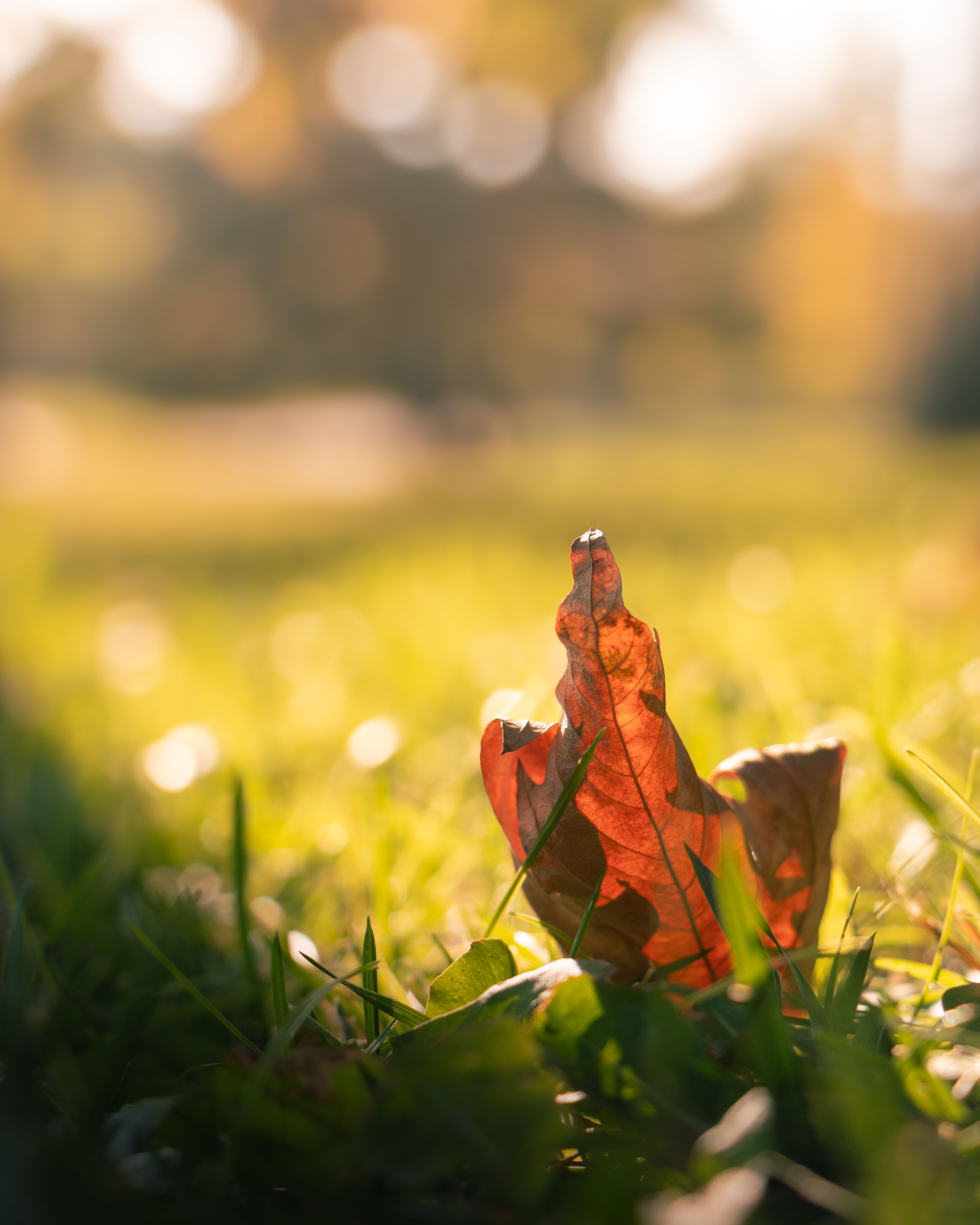 Autumn Leaf in Sunlit Grass · Free Stock Photo