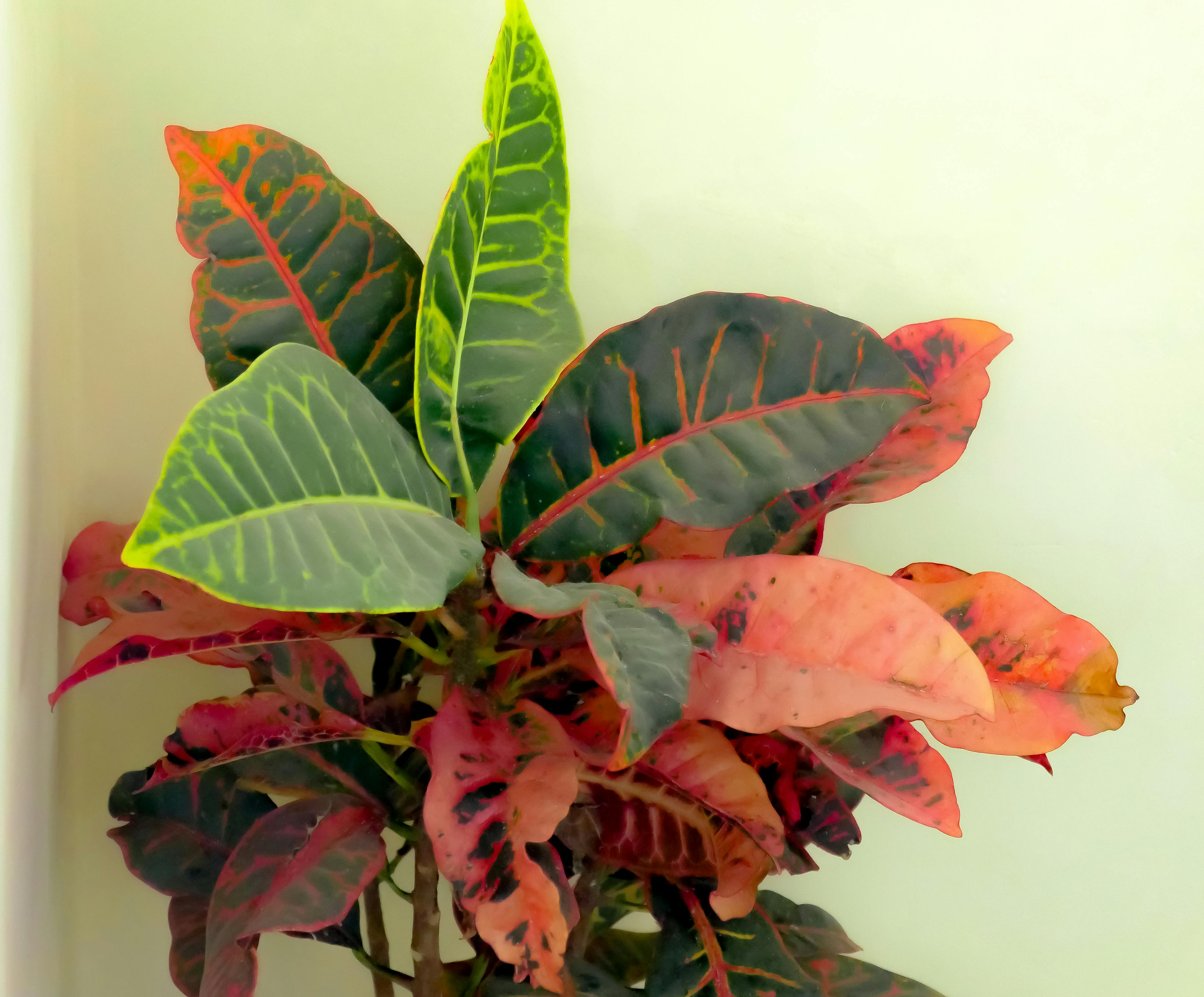 Morph Vision - Photography