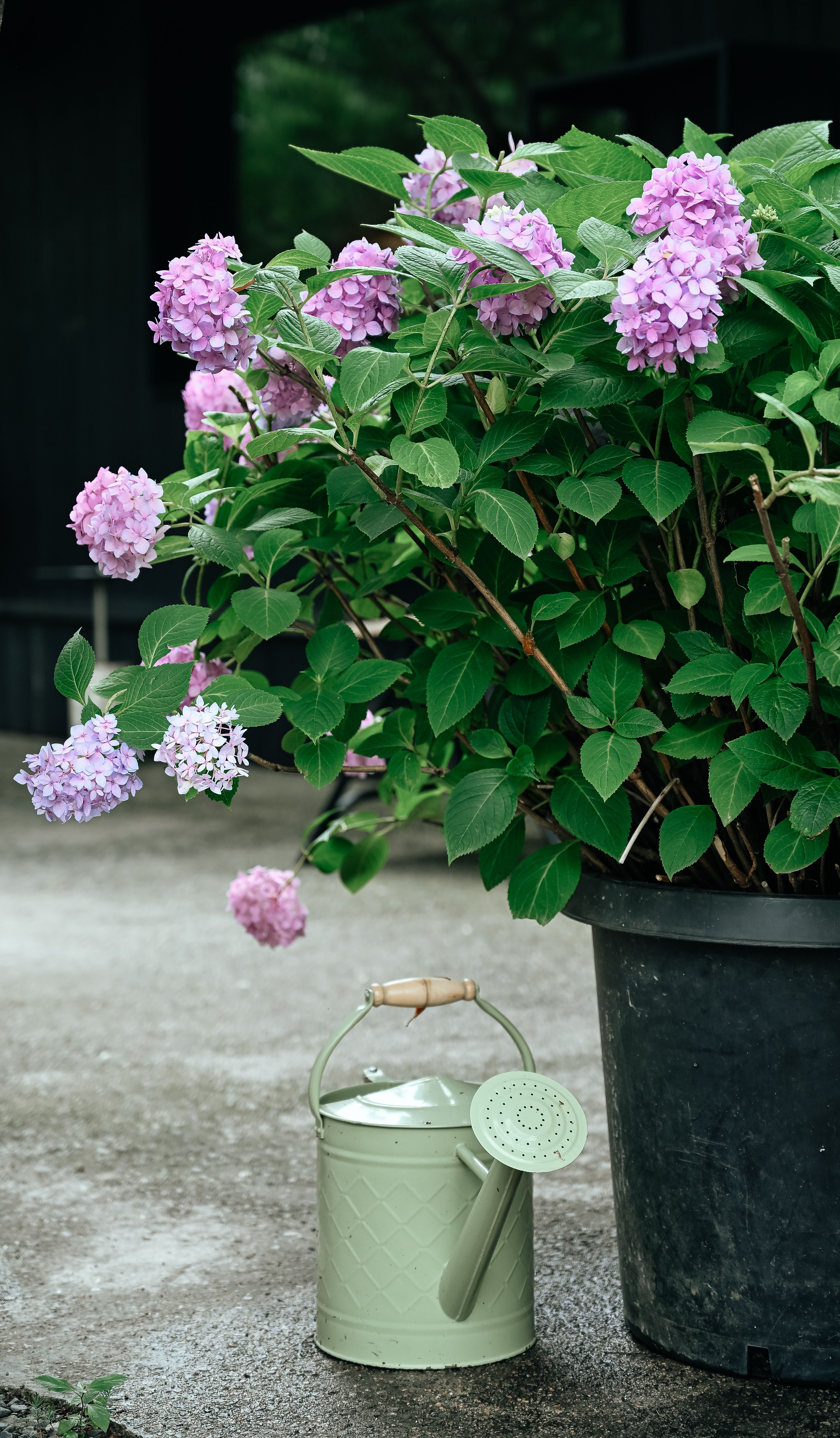 Lush Hydrangea Bush with Green Watering Can Outdoors · Free Stock Photo