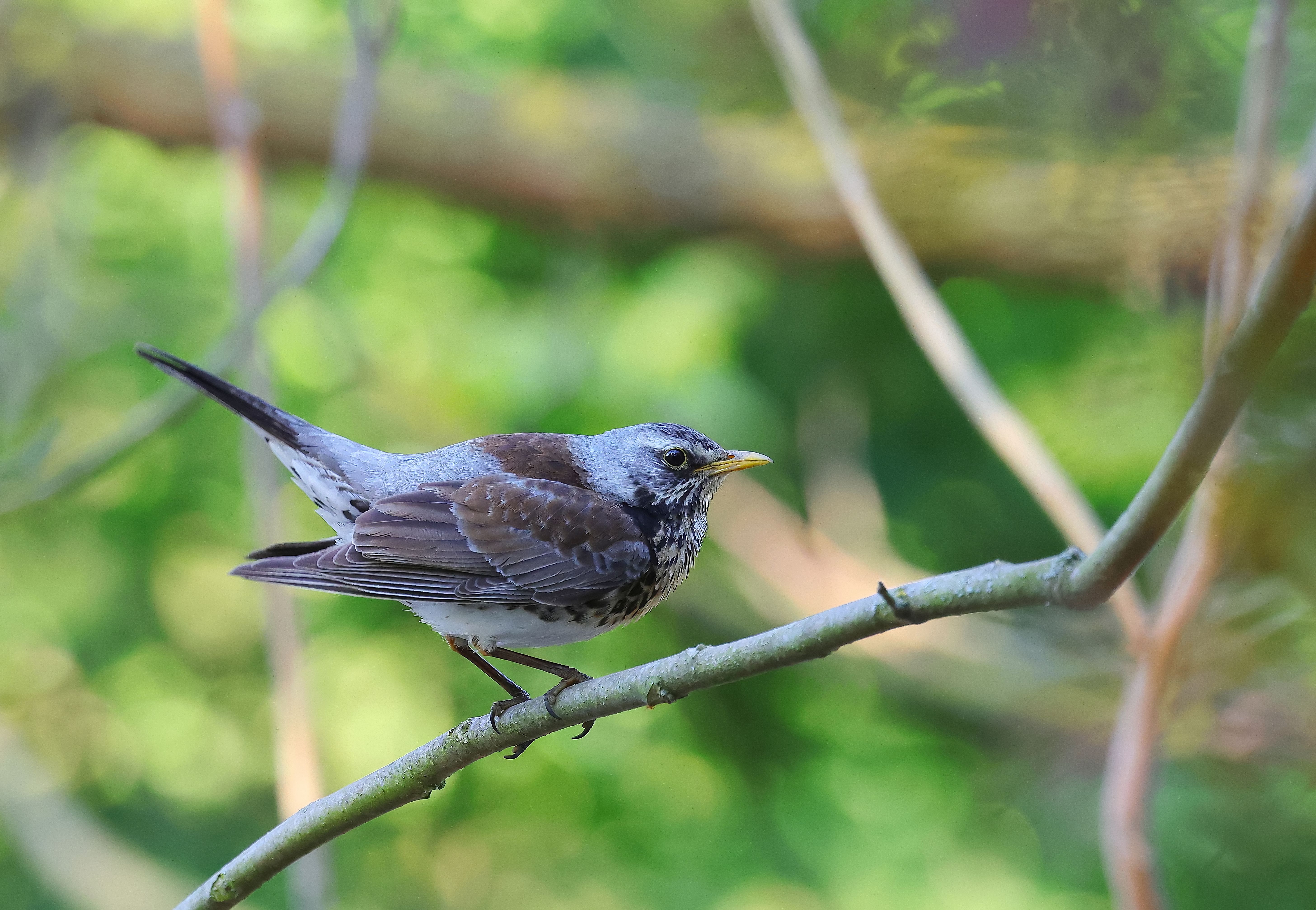 Close-up of a Thrush on a Tree Branch in Nature · Free Stock Photo