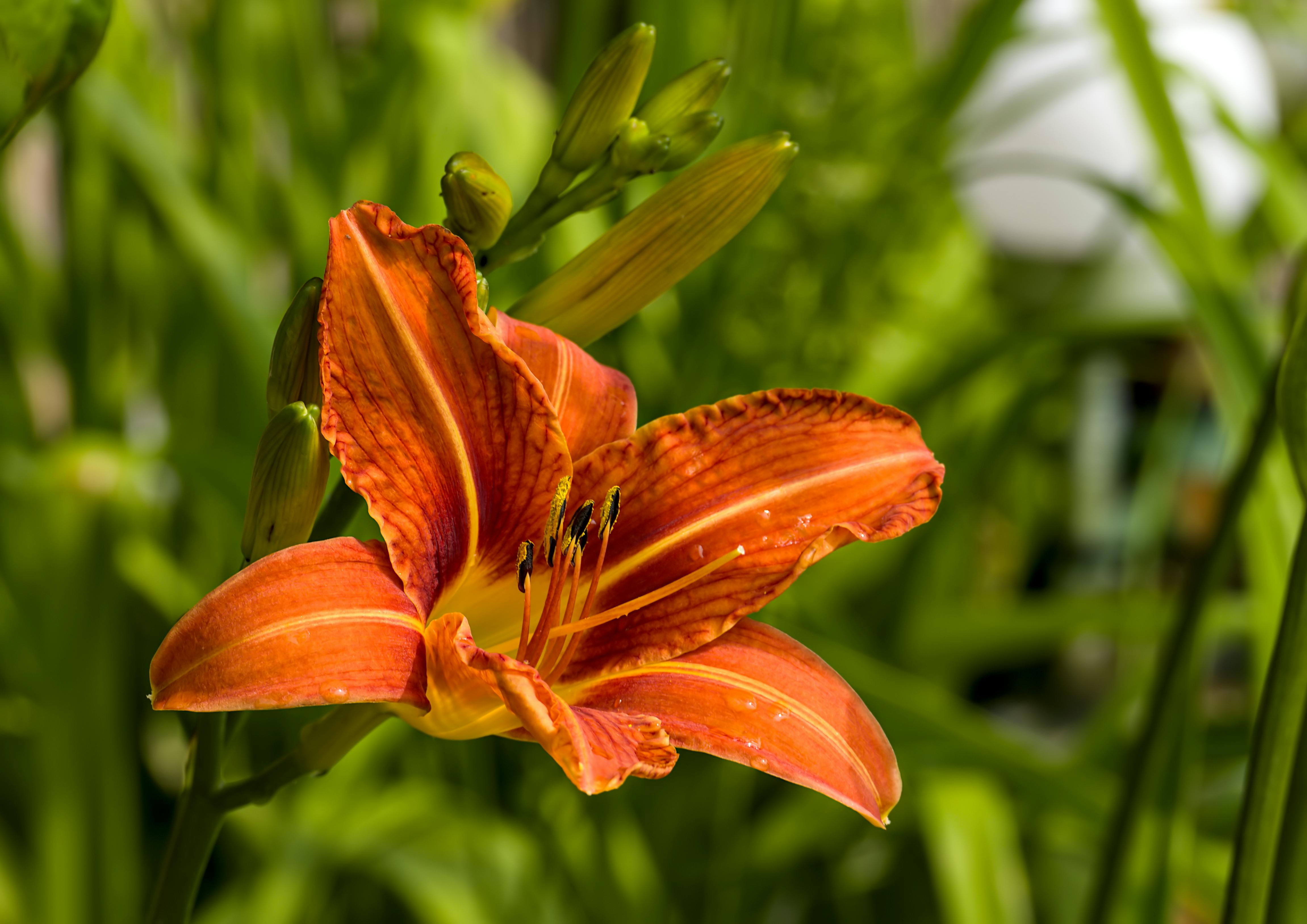 Grow Beautiful Day Lily Flower: Easy Care Tips for Success