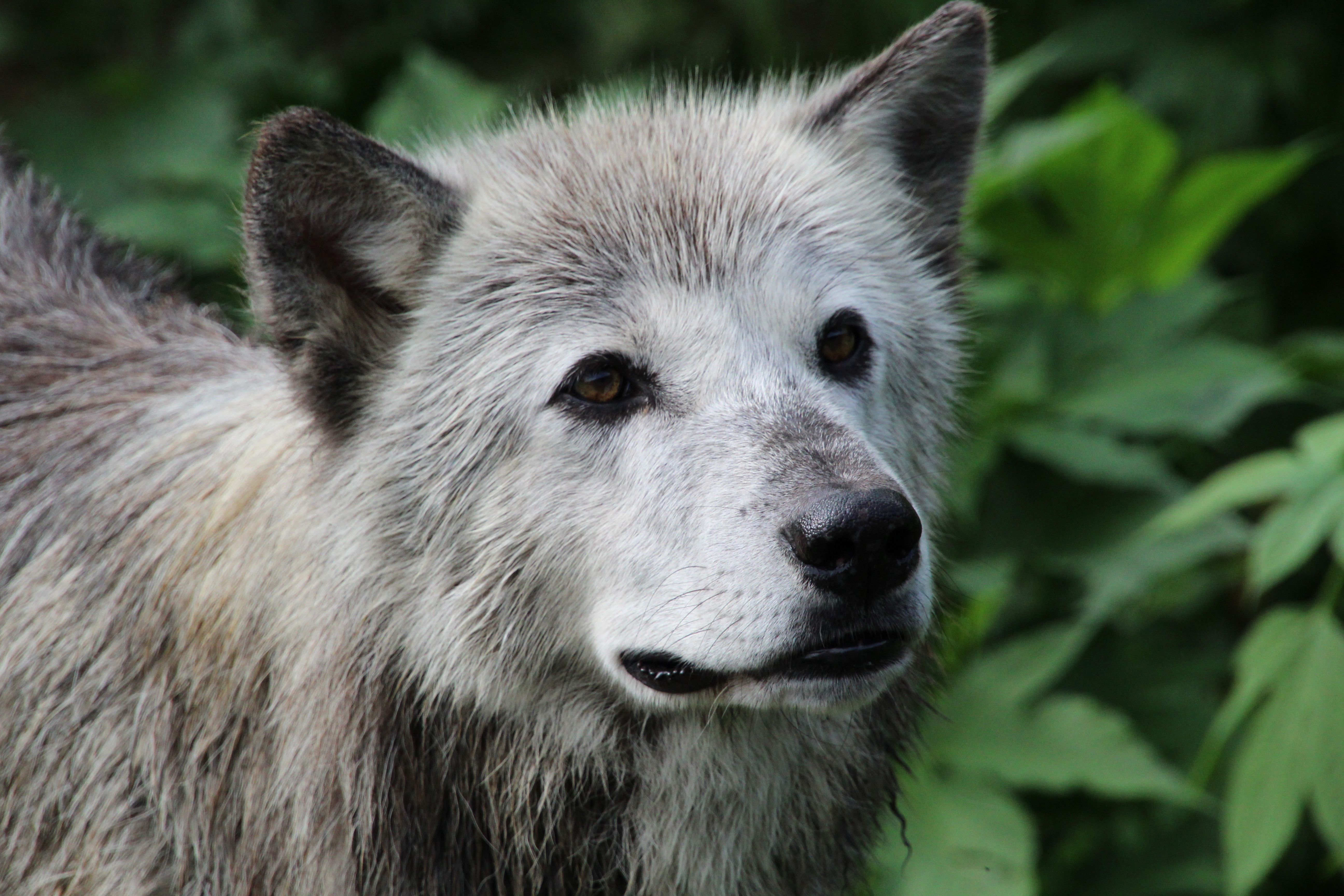Wolf Face Photos, Download The BEST Free Wolf Face Stock Photos & HD Images