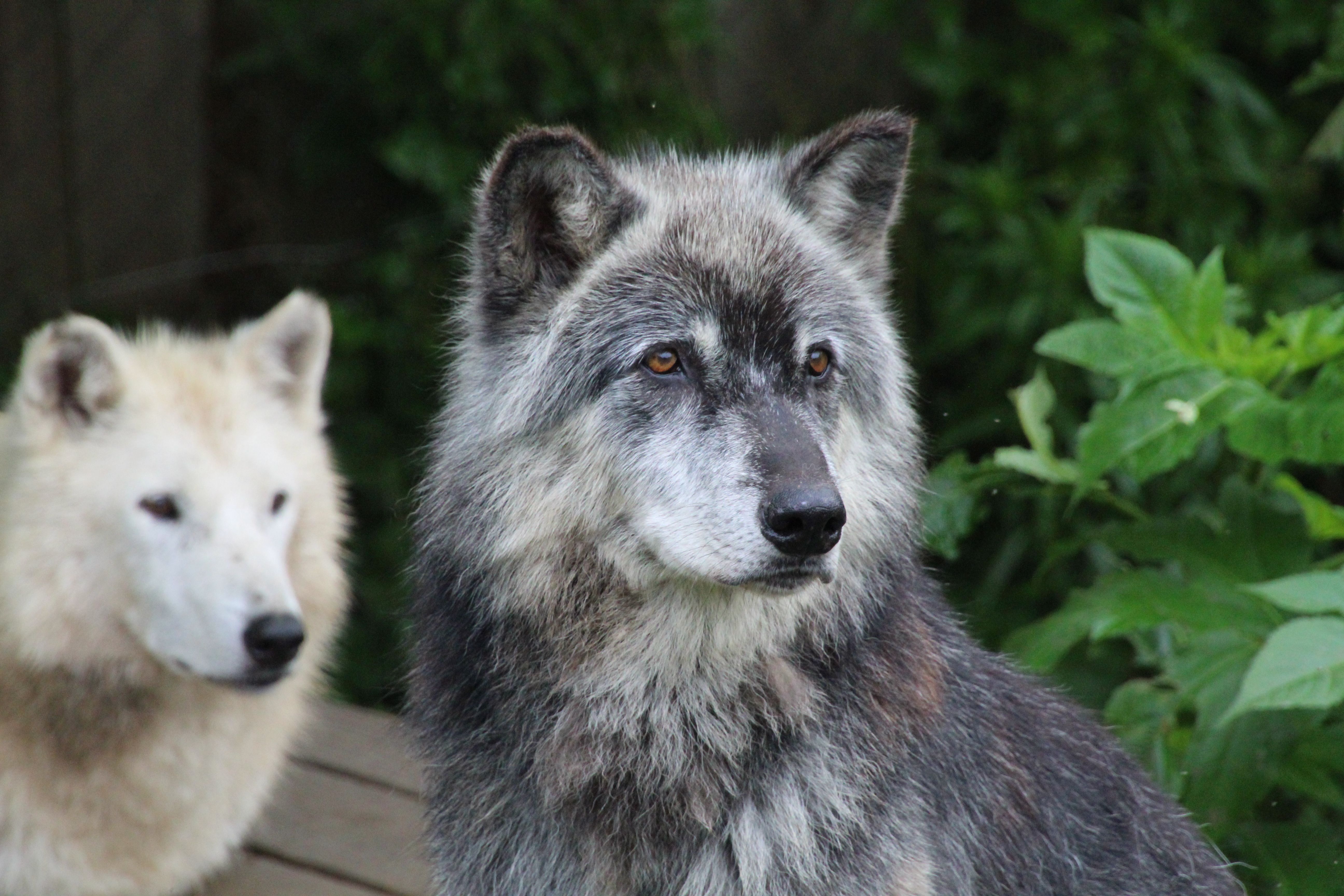 Two Wolves in Natural Habitat Close-up · Free Stock Photo