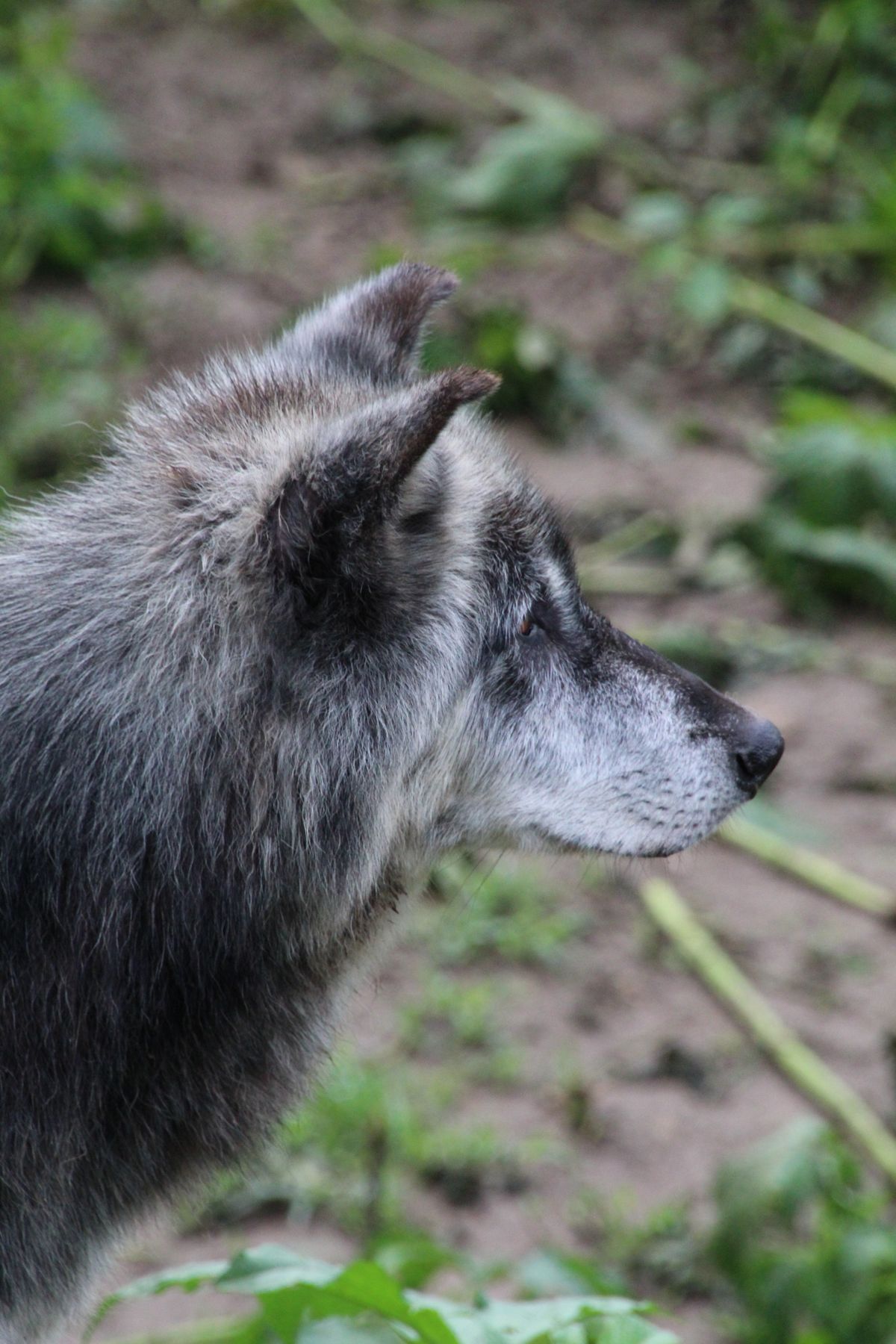 Wolf Head Photos, Download The BEST Free Wolf Head Stock Photos & HD Images