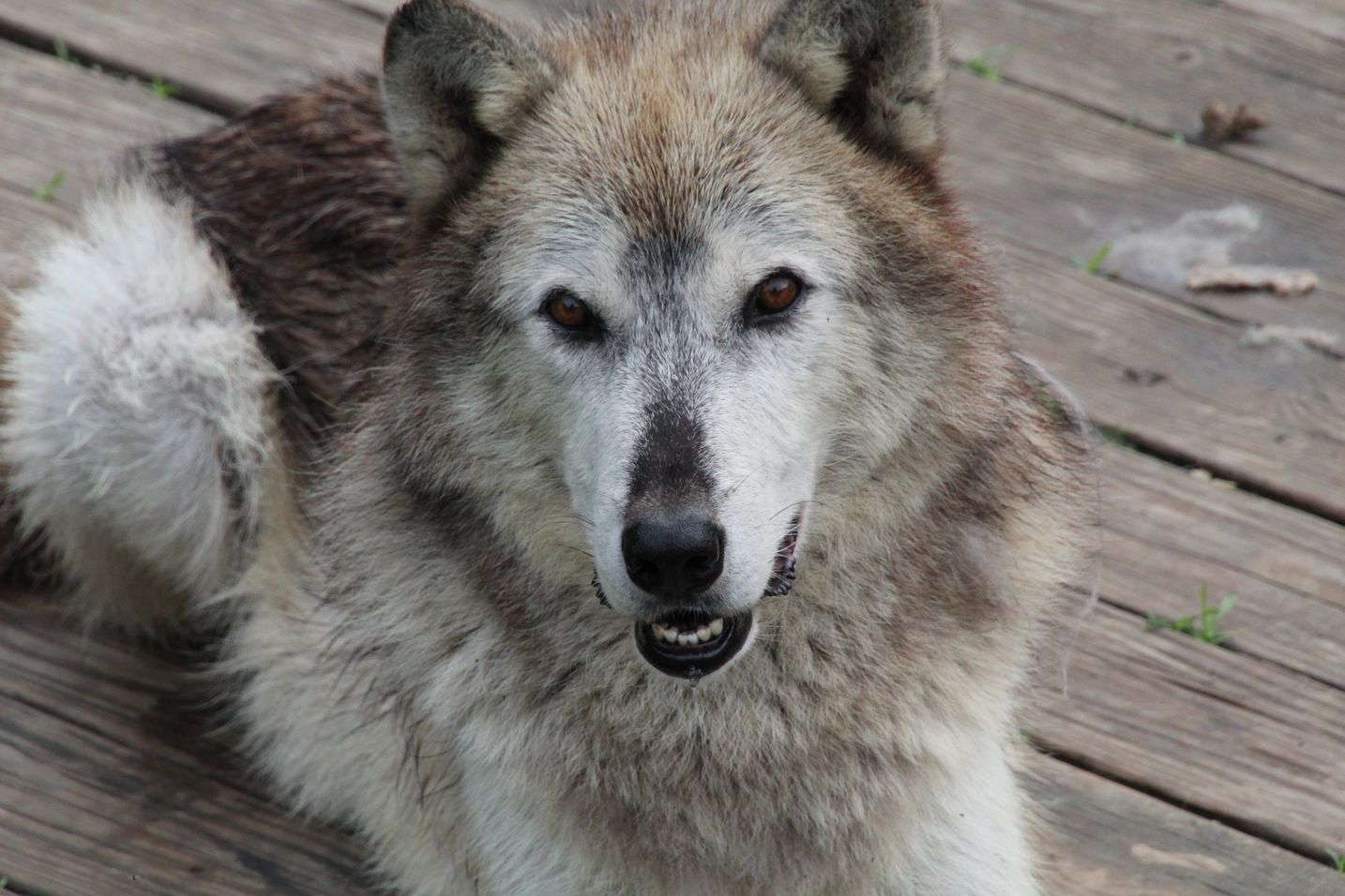 Eastern Timber Wolf: Habitat, Diet, and Conservation Efforts