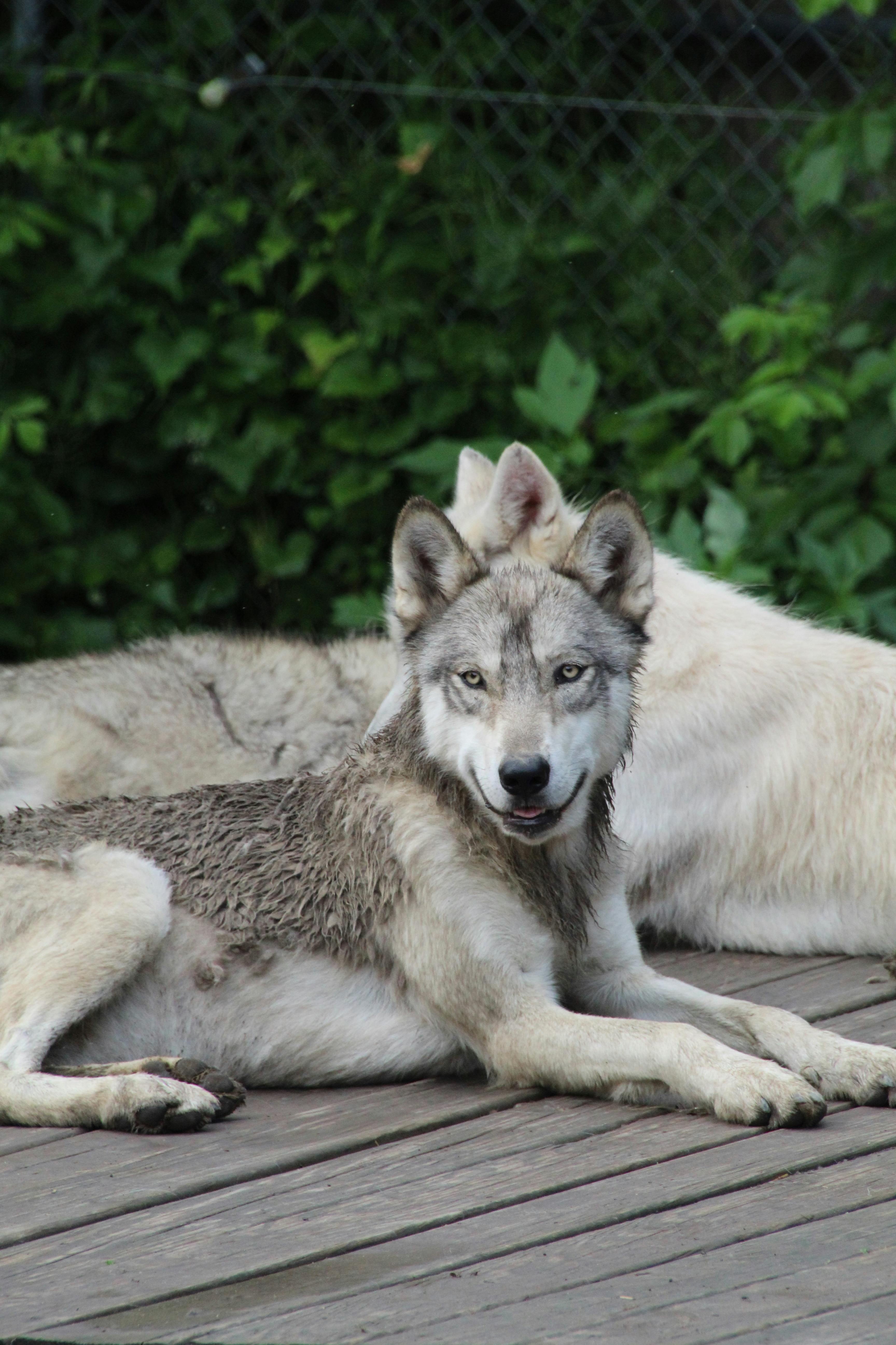 Wolves Photos, Download The BEST Free Wolves Stock Photos & HD Images