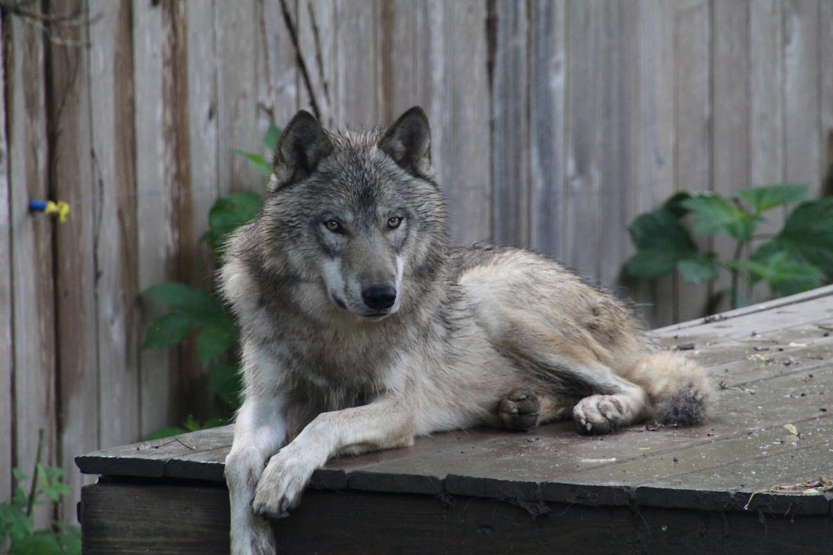 Sigma+Wolf+Desktop+Wallpaper Photos, Download The BEST Free Sigma+Wolf ...