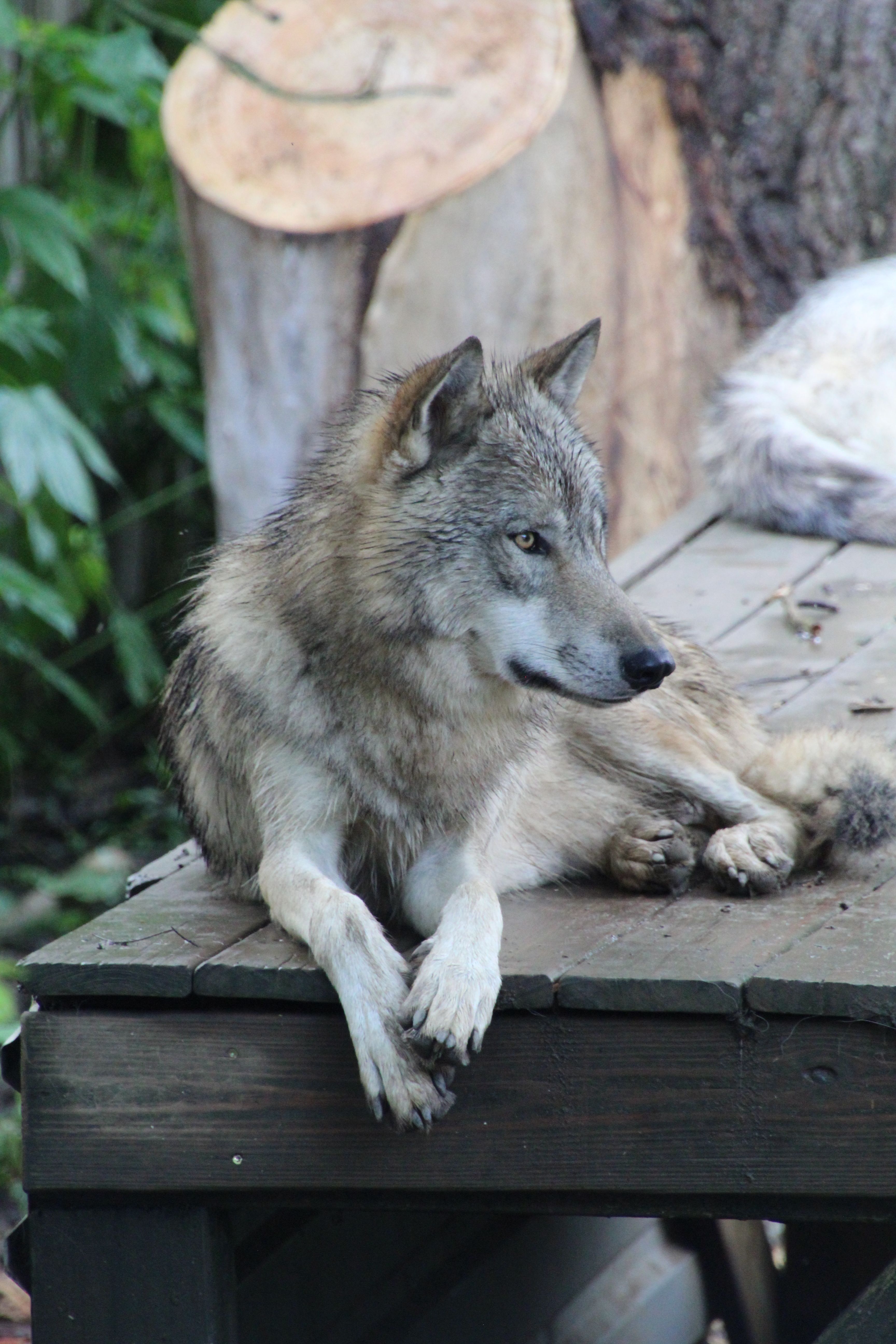 Gray Wolf Resting on Wooden Platform Outdoors · Free Stock Photo