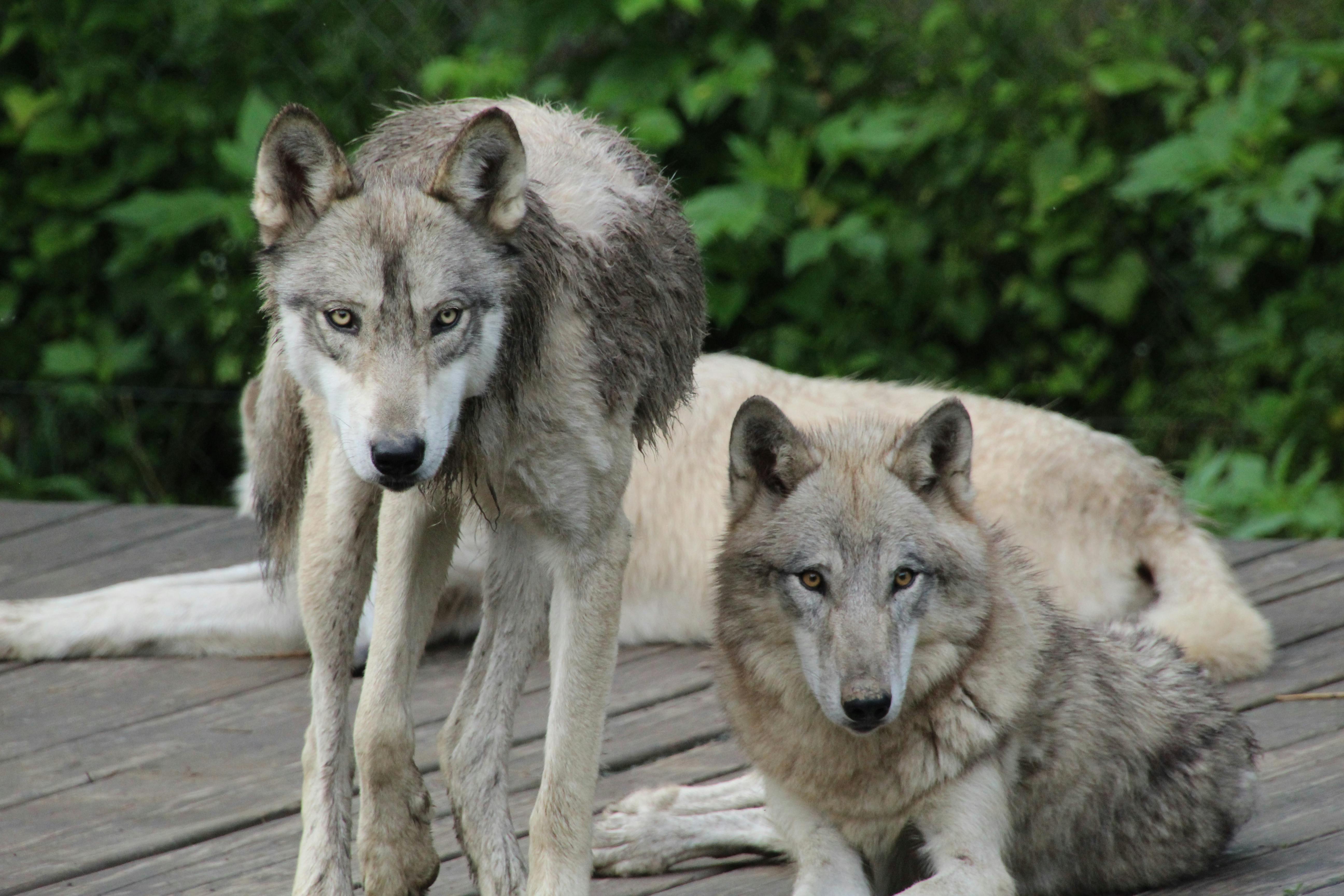 Wolves Photos, Download The BEST Free Wolves Stock Photos & HD Images