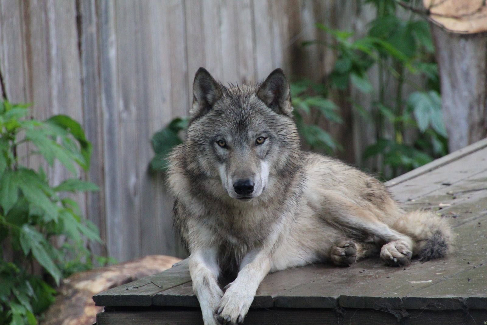 Alpha Wolf Wallpaper Photos, Download The BEST Free Alpha Wolf ...