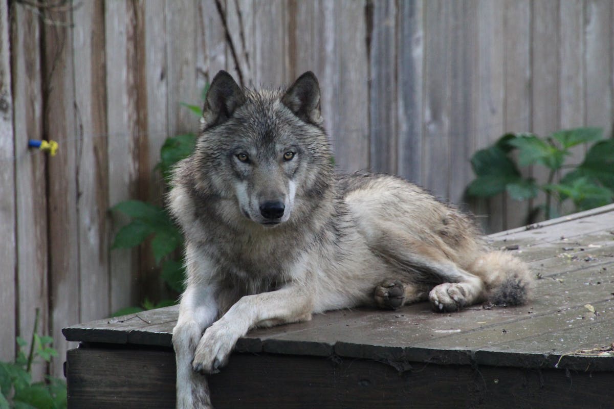 Sigma+Wolf+Desktop+Wallpaper Photos, Download The BEST Free Sigma+Wolf ...