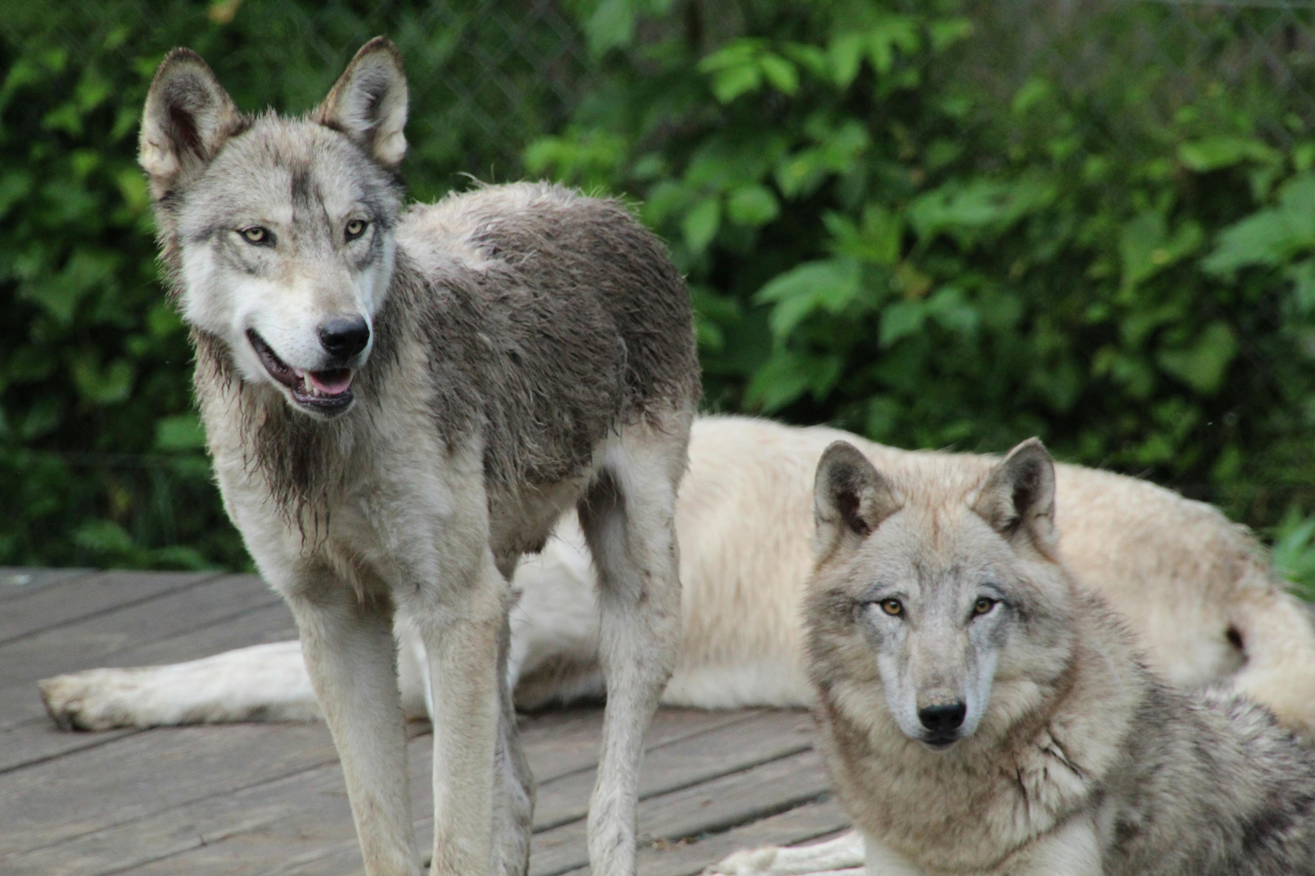 Wolves Photos, Download The BEST Free Wolves Stock Photos & HD Images