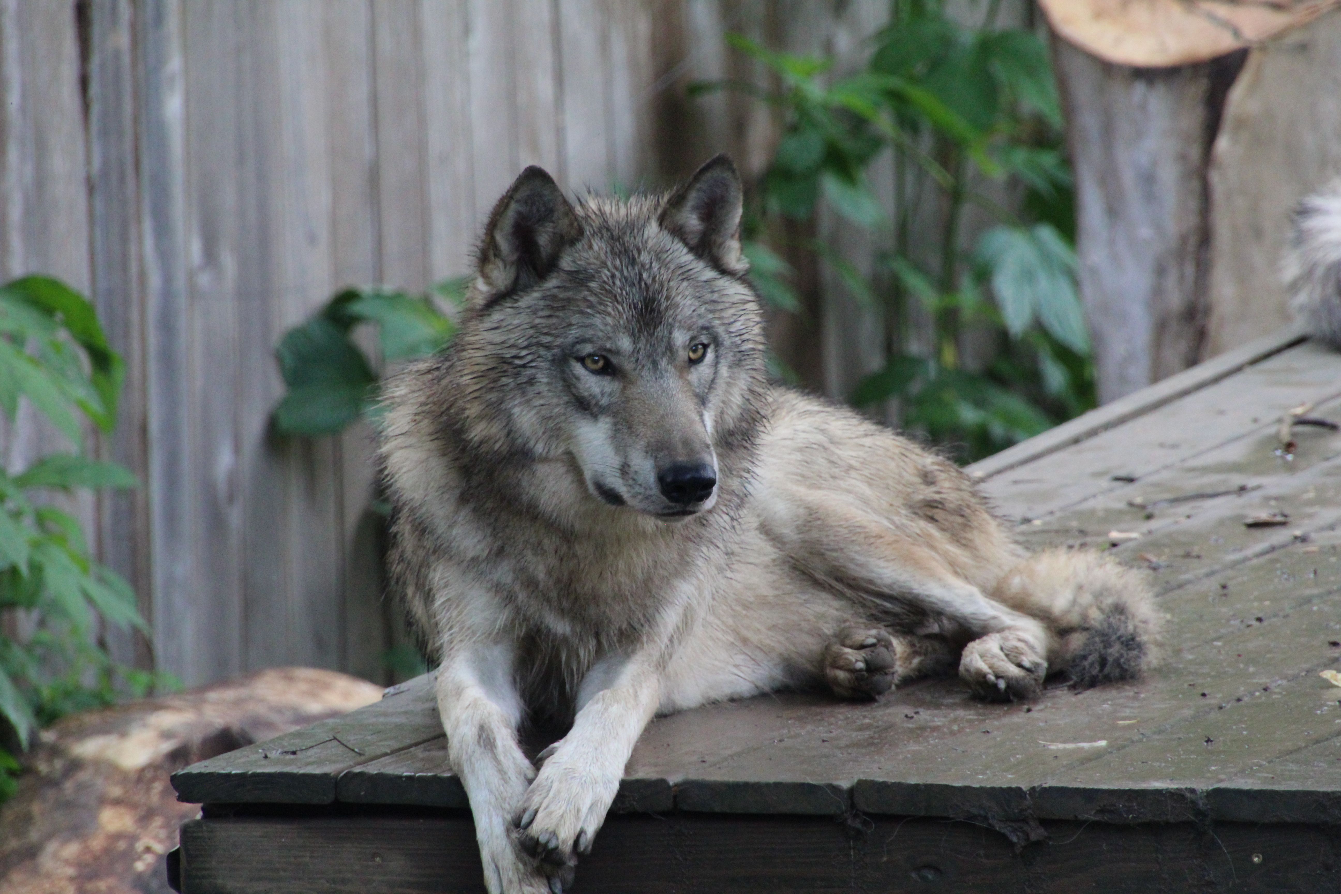 Majestic Gray Wolf Resting on Wooden Platform · Free Stock Photo