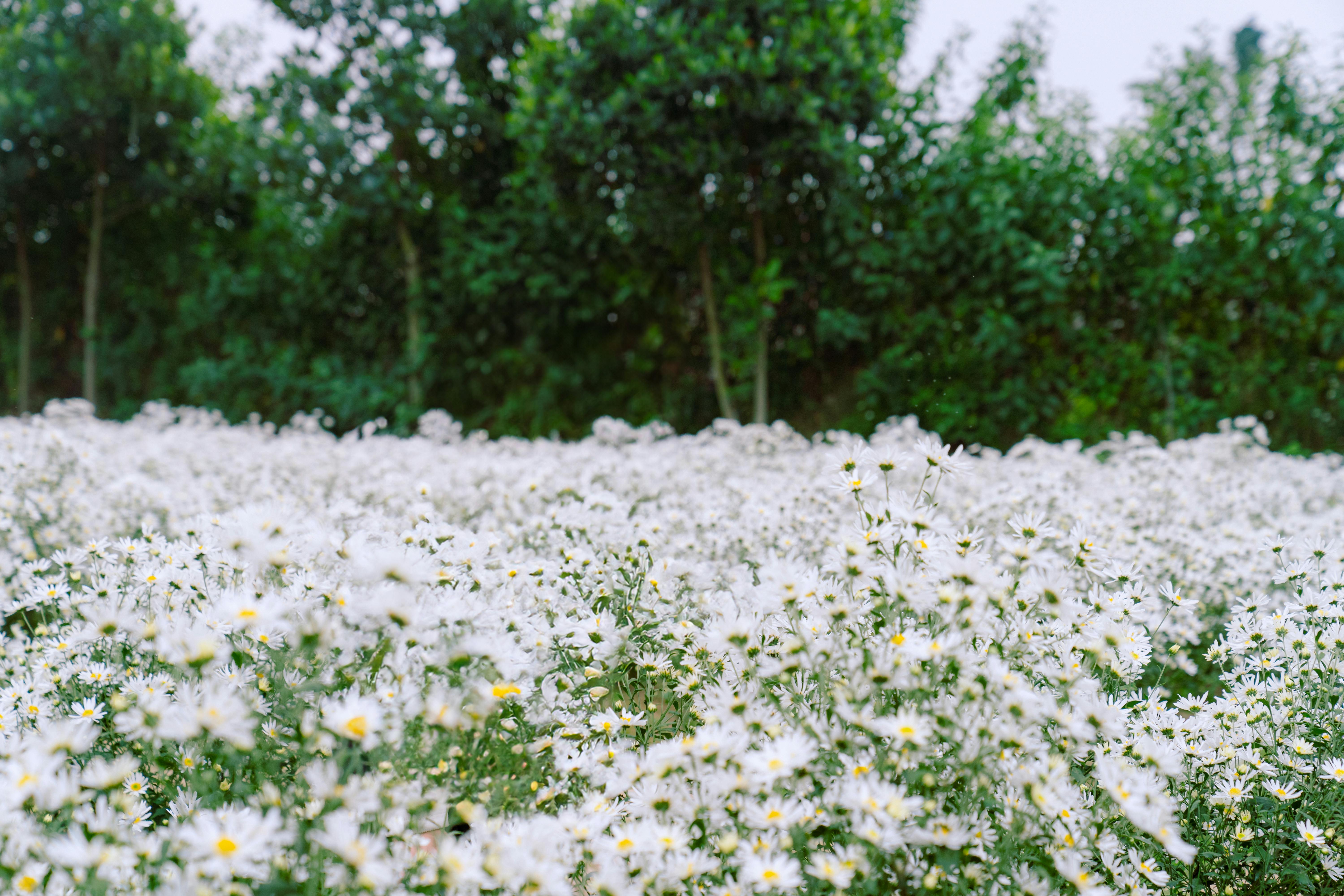 Fields Of Daisies Photos, Download The BEST Free Fields Of Daisies ...