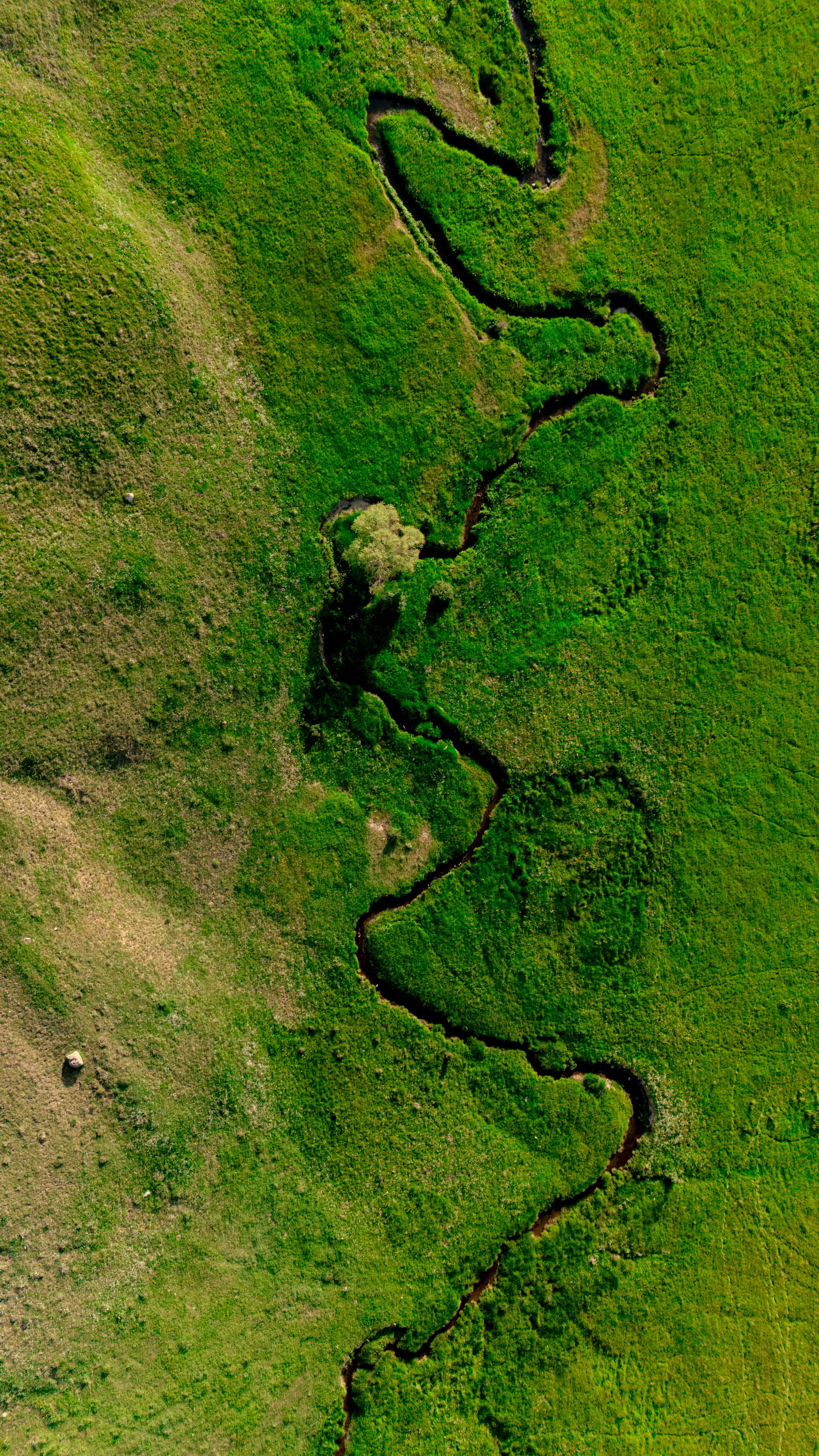 Aerial View of Meandering Stream in Green Landscape · Free Stock Photo