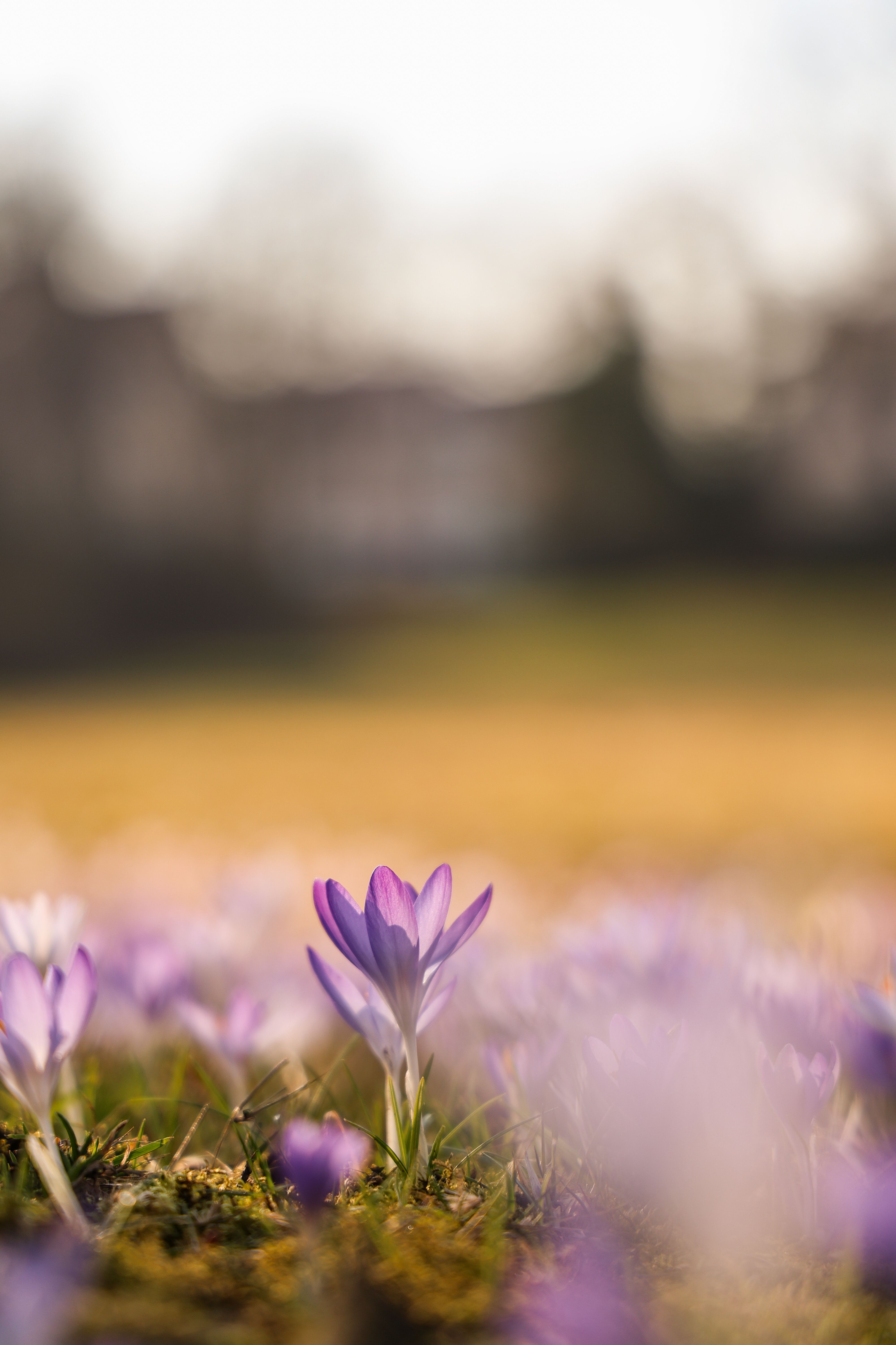 Purple Crocus Blossoms in Springtime Field · Free Stock Photo