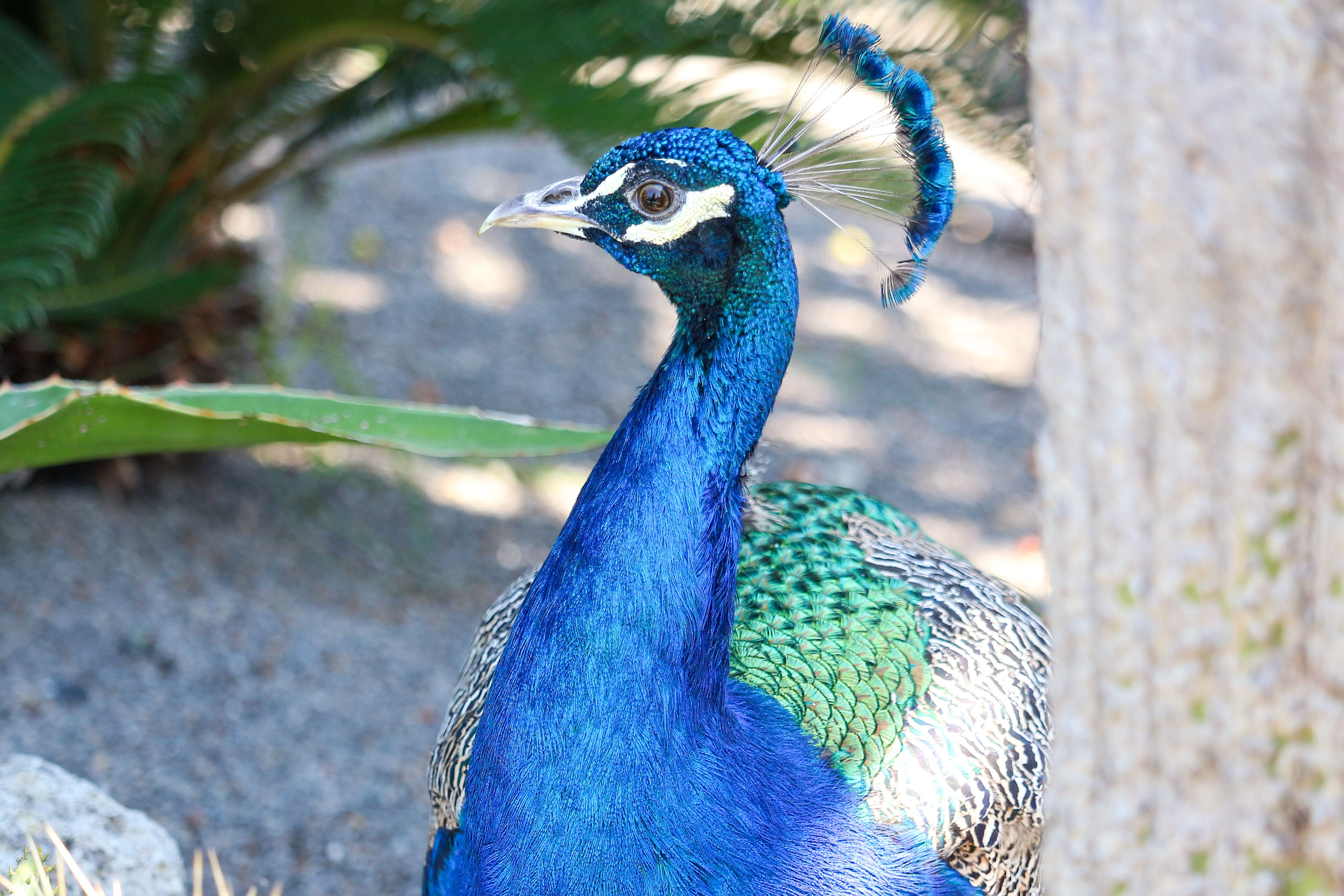 Vibrant Indian Peafowl in Natural Habitat · Free Stock Photo