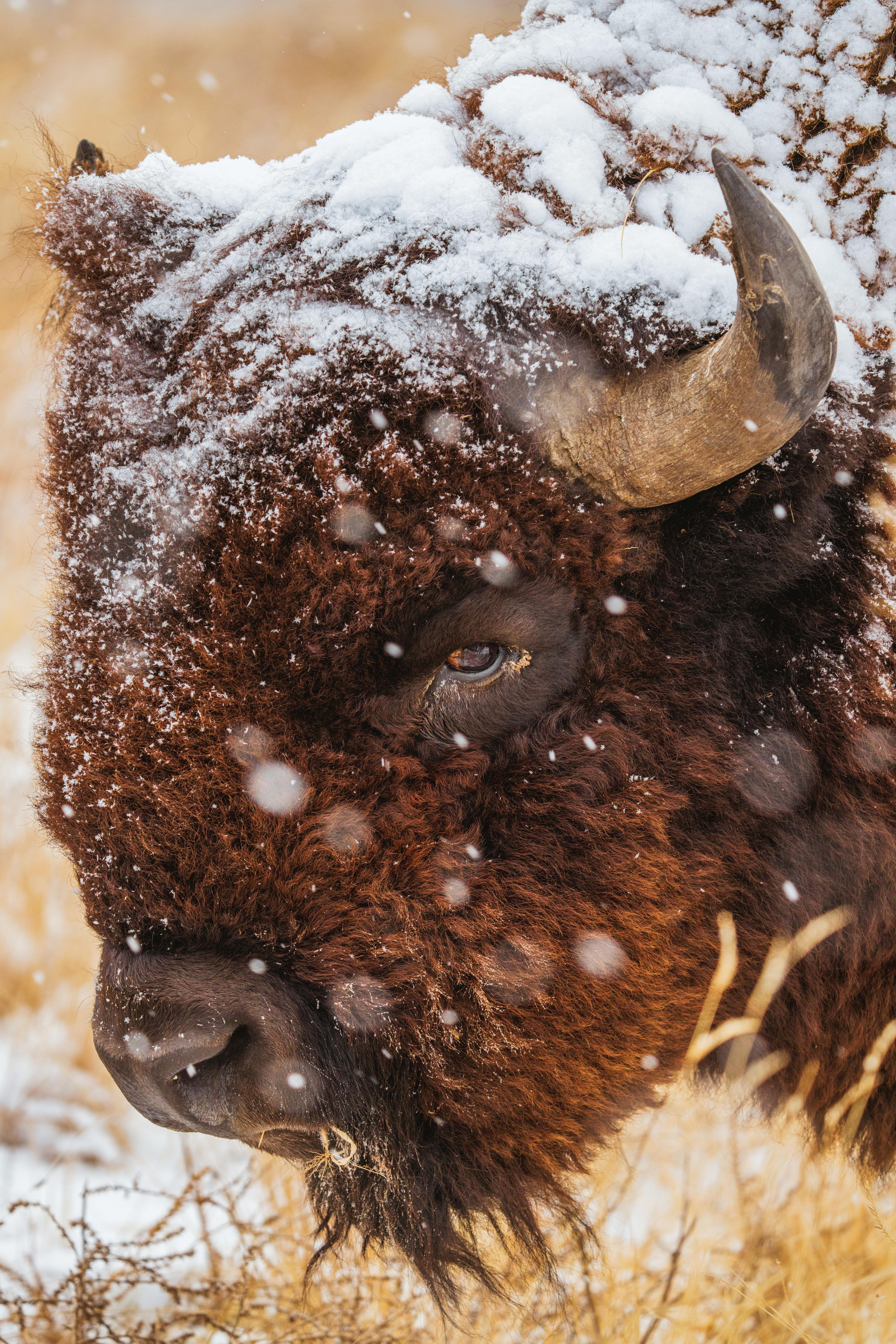 Buffalo Images Photos, Download The BEST Free Buffalo Images Stock ...