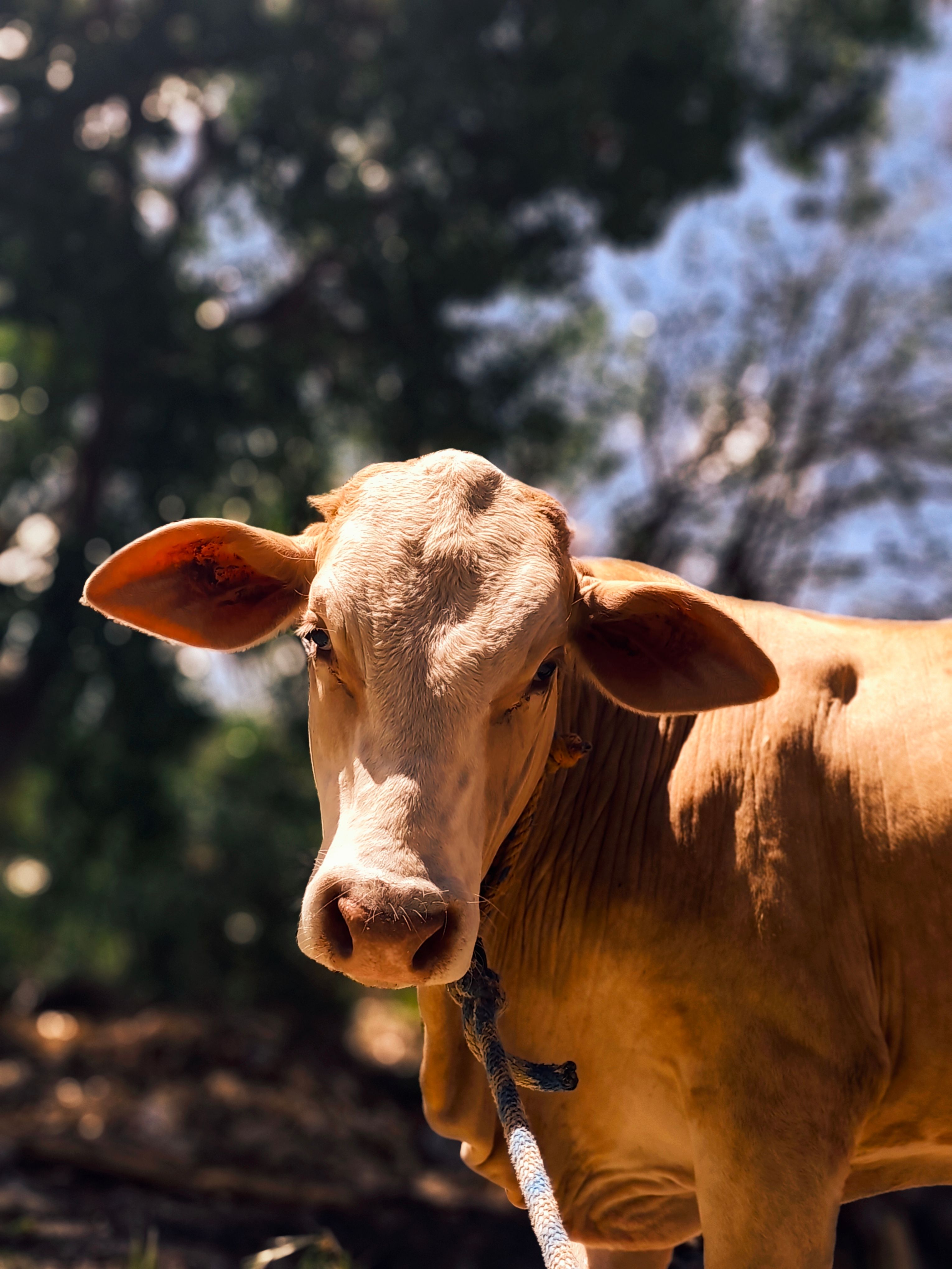 Bovine Portrait Photos, Download The BEST Free Bovine Portrait Stock ...