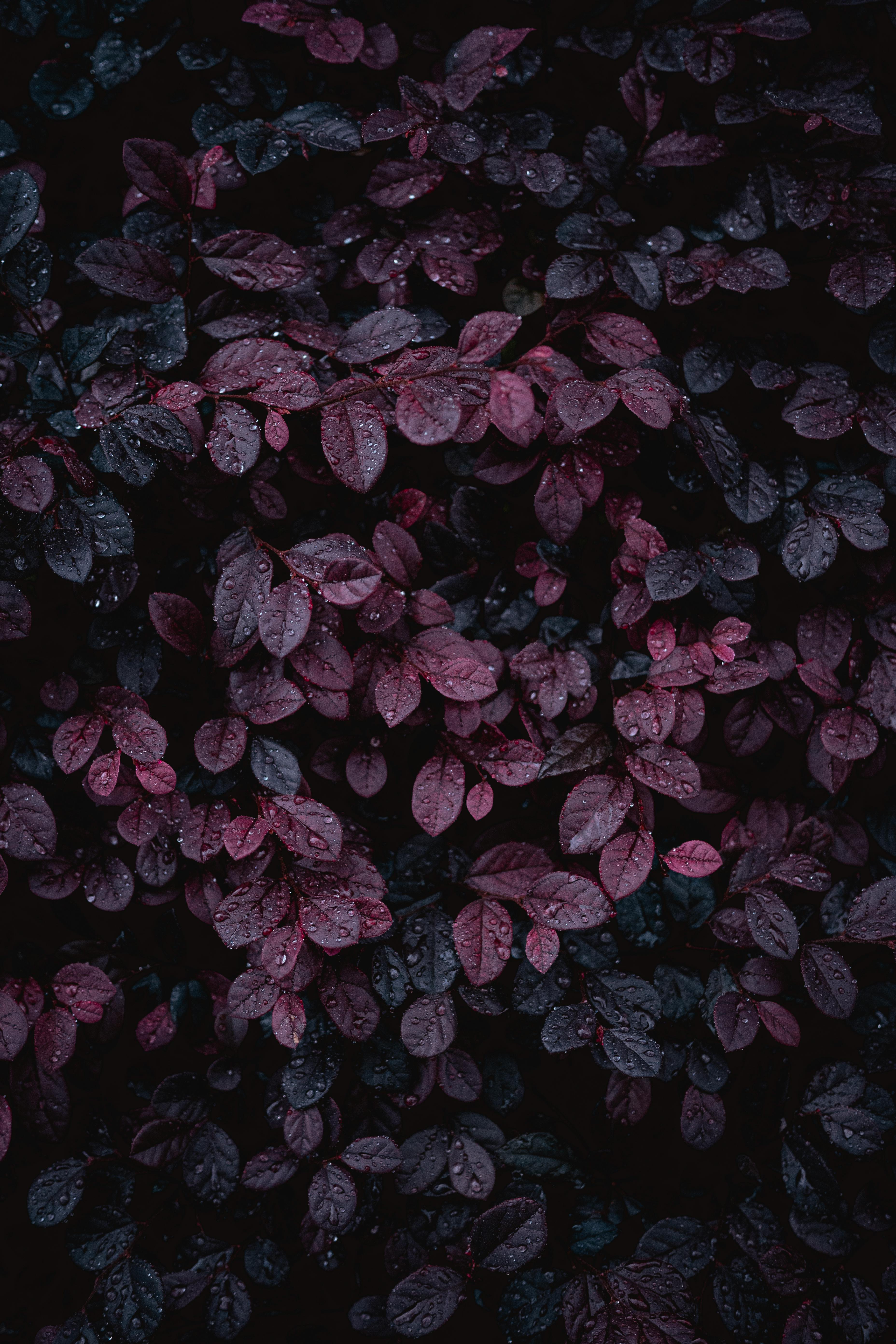 Emerald Green Photos, Download The BEST Free Emerald Green Stock Photos ...