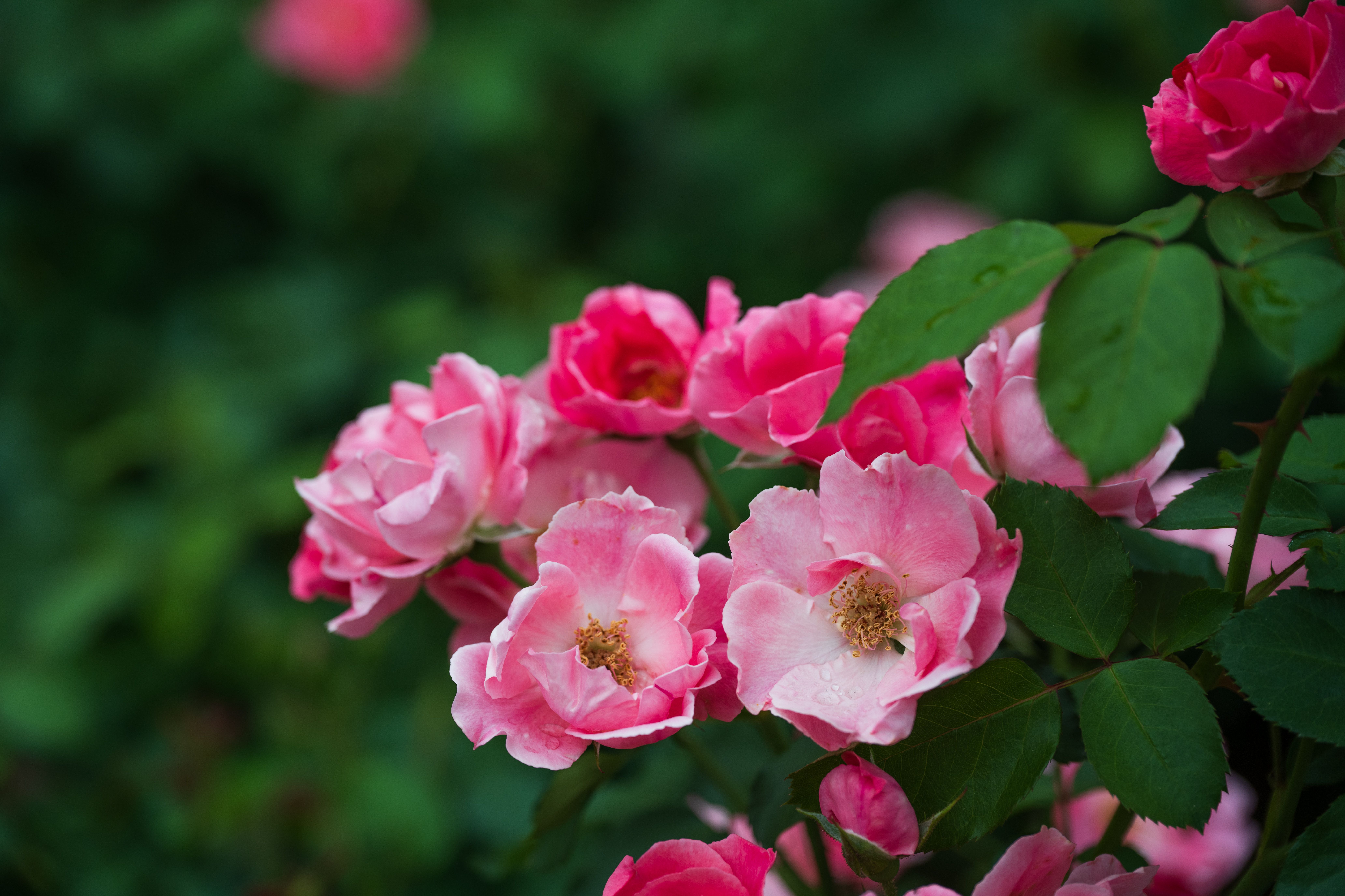 Vibrant Pink Roses Blooming in Lush Garden · Free Stock Photo