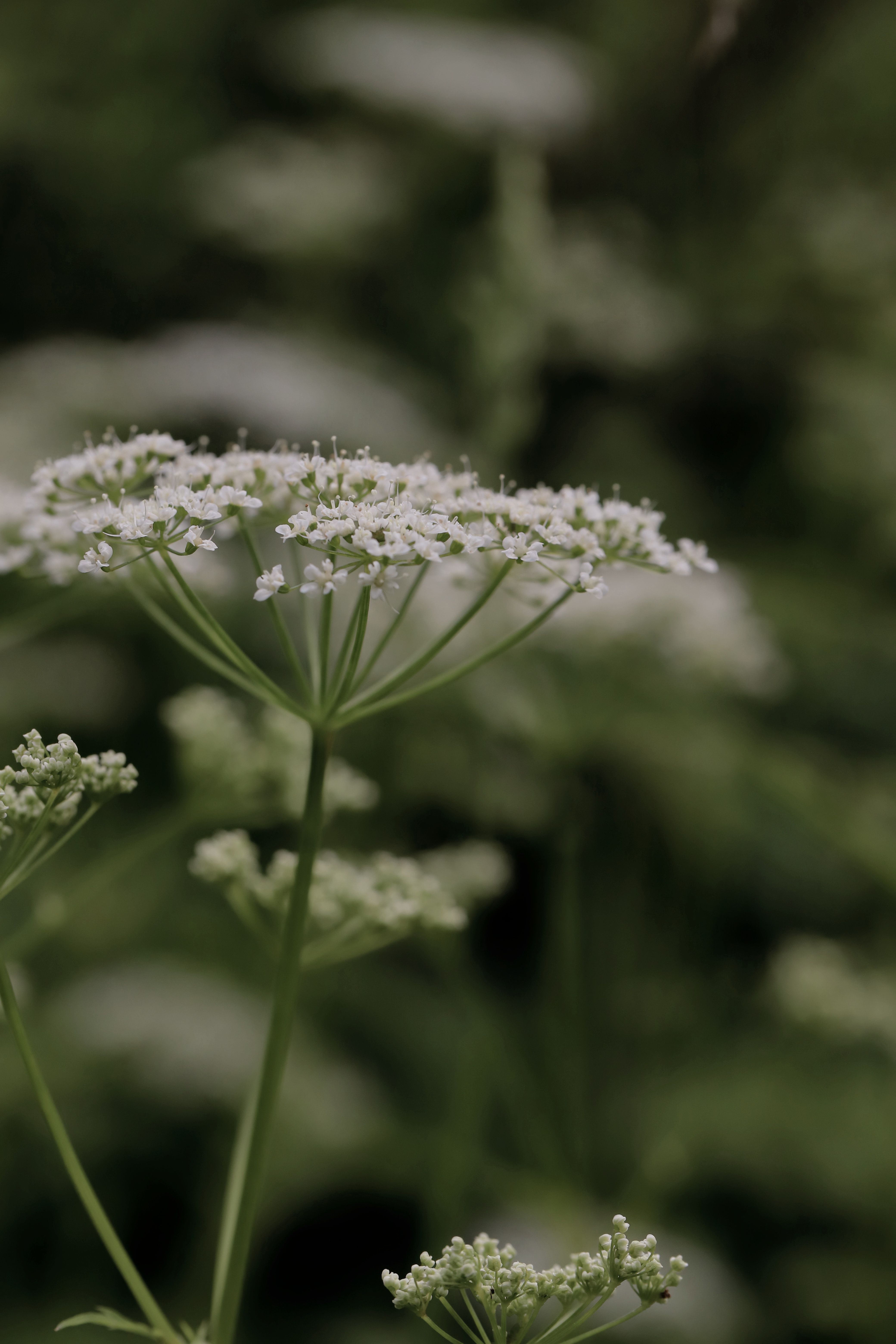 Elegant White Wildflower in Natural Habitat · Free Stock Photo