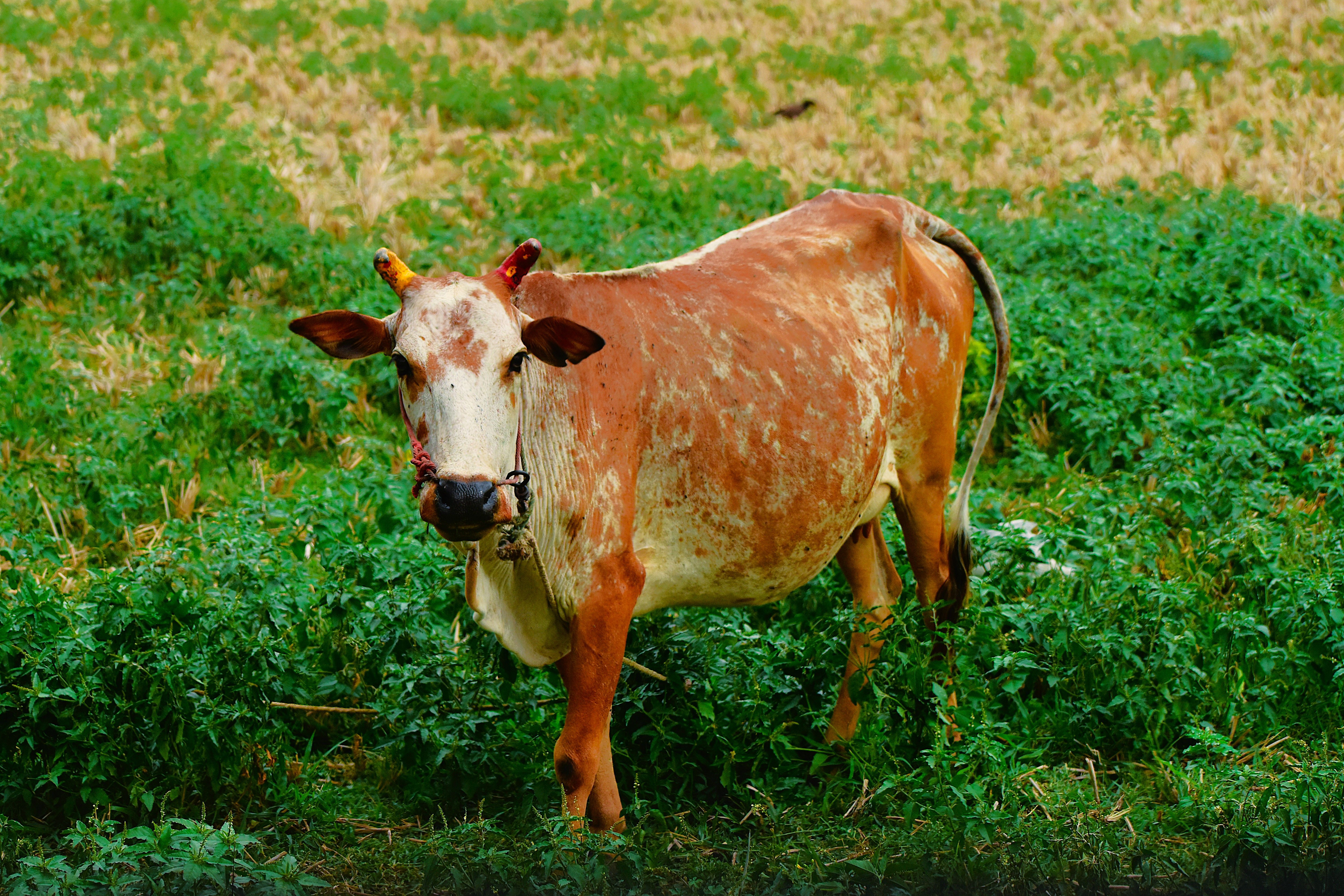 Brown Cow Grazing in Lush Green Field · Free Stock Photo