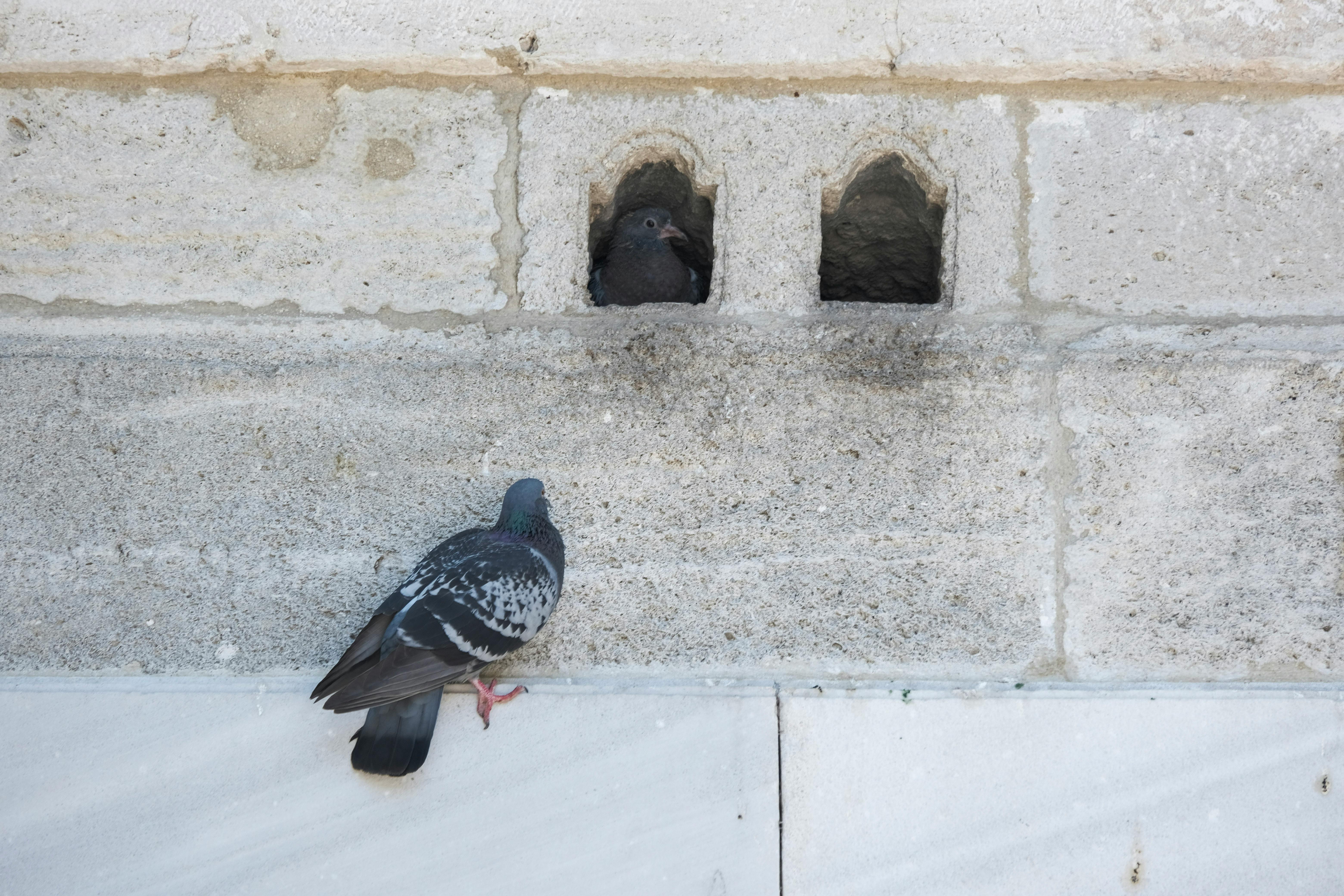 Dovee Photos, Download The BEST Free Dovee Stock Photos & HD Images