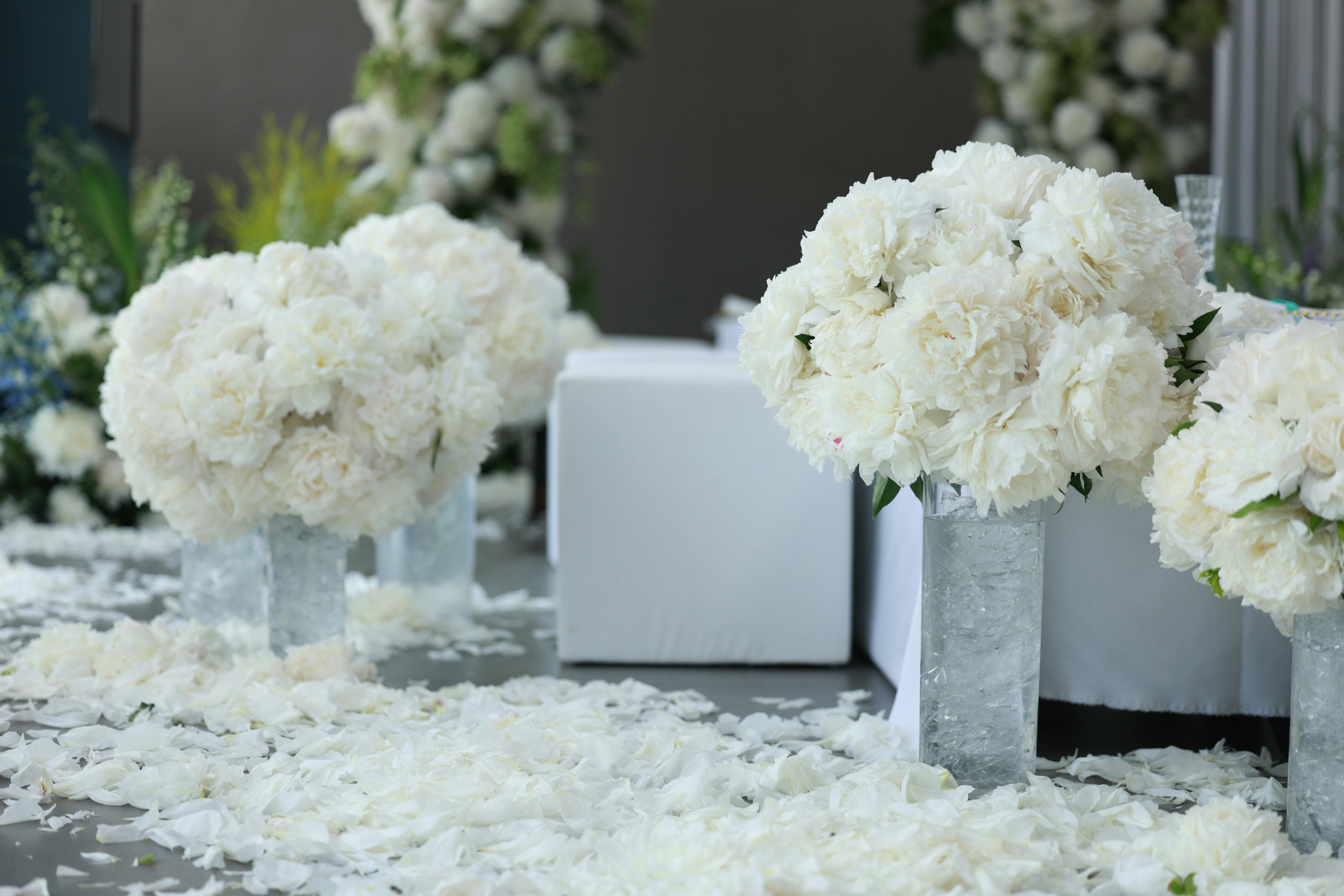 Grow Peonies Zone 7 for Stunning, Easy-to-Plant Flowers