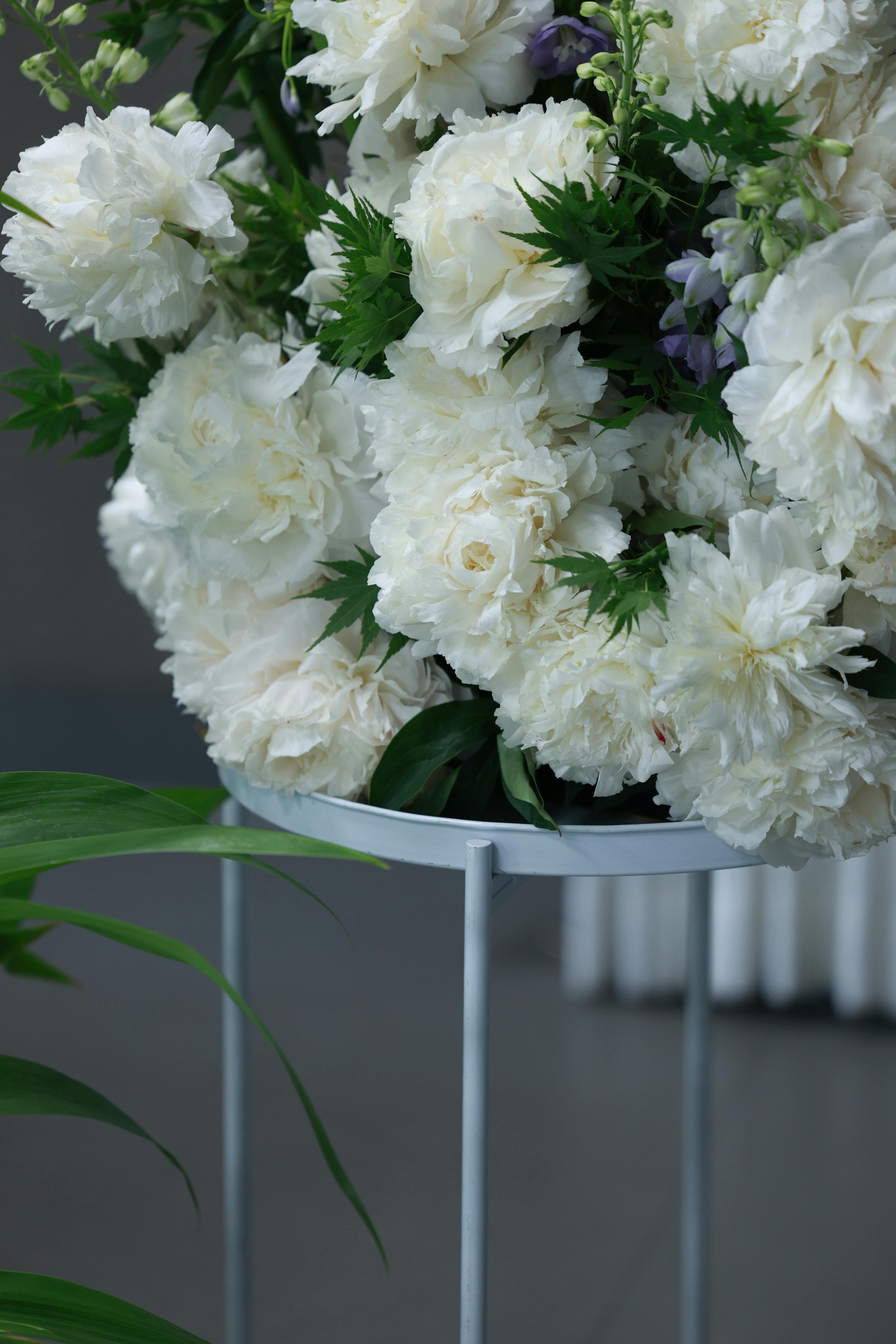 Elegant White Peonies Display on Modern Stand · Free Stock Photo